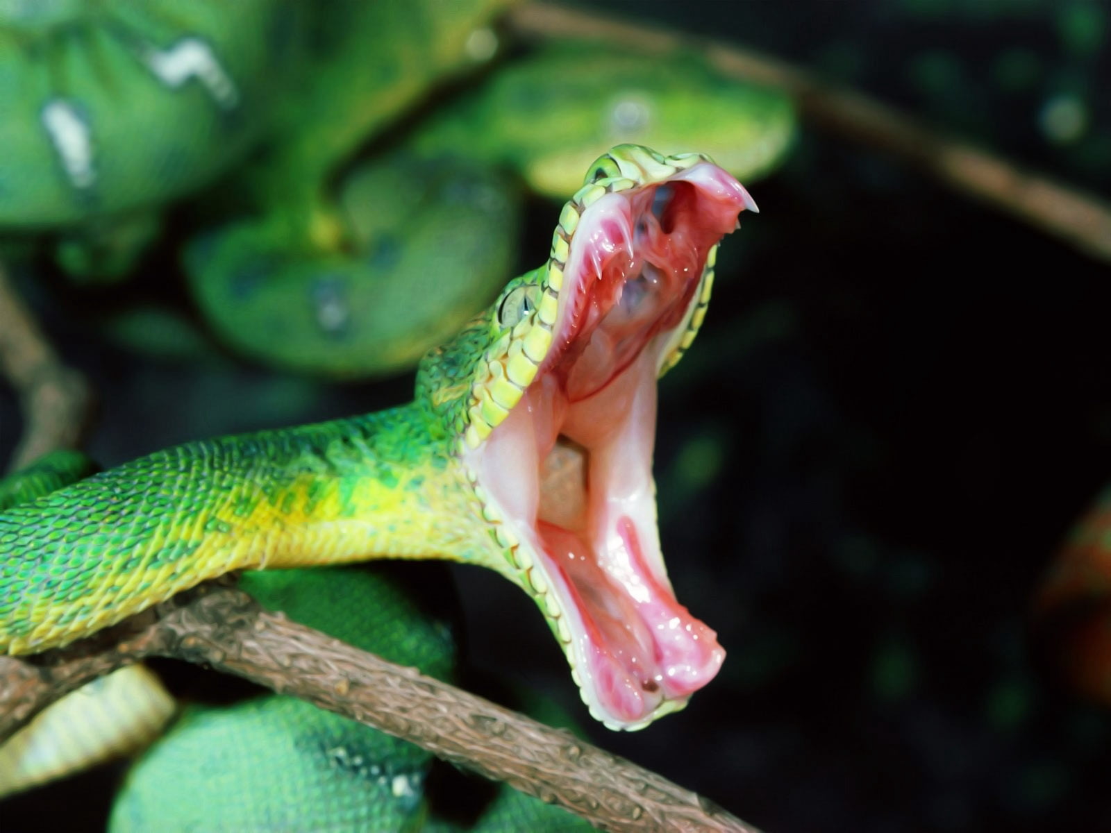Color Image, Mouth, Snake, Animal Scale, Reptiles, Animal Tongue ...