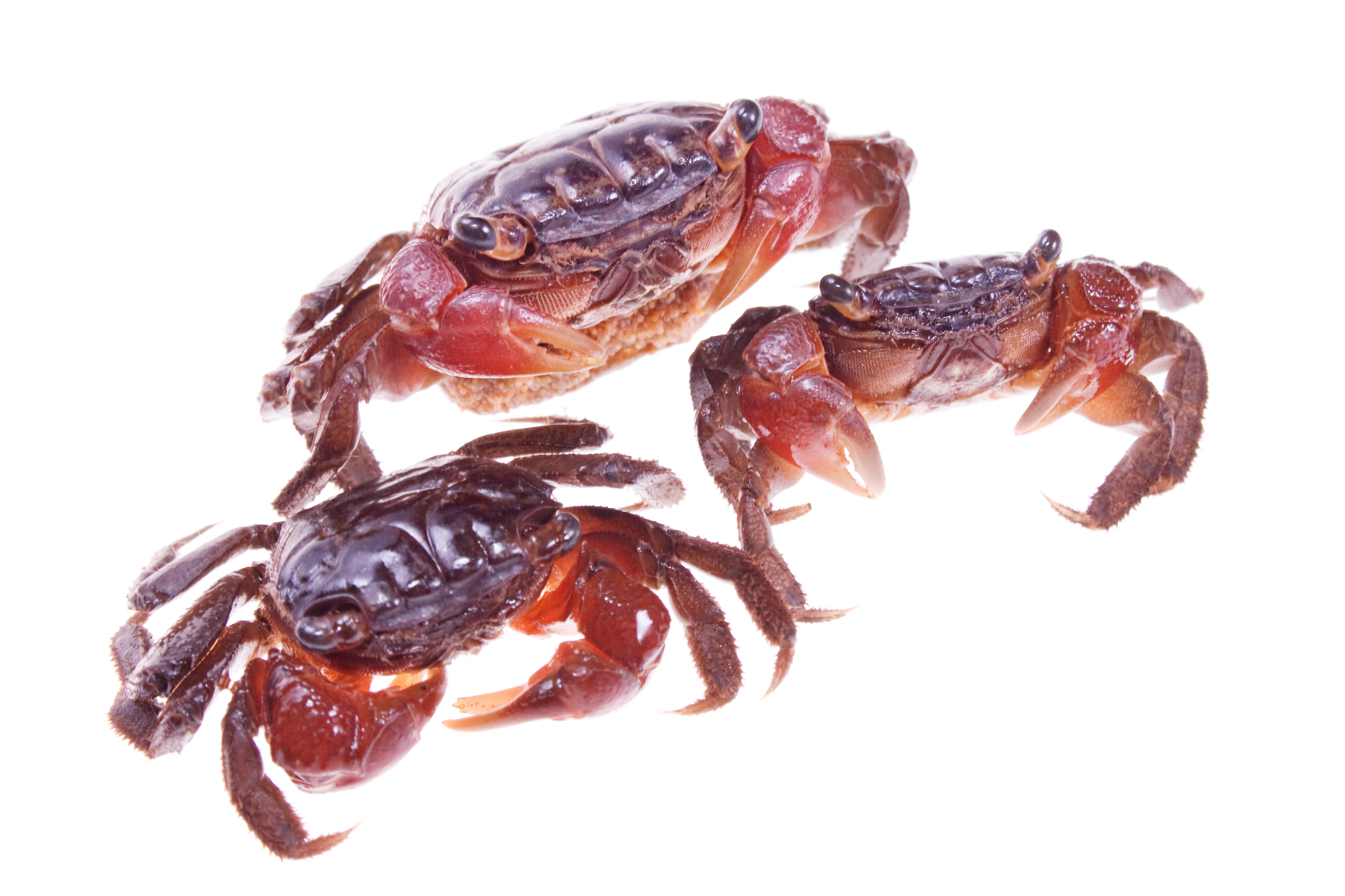 seafood, wellbeing, freshness, studio shot, crabs, dried food, claws ...