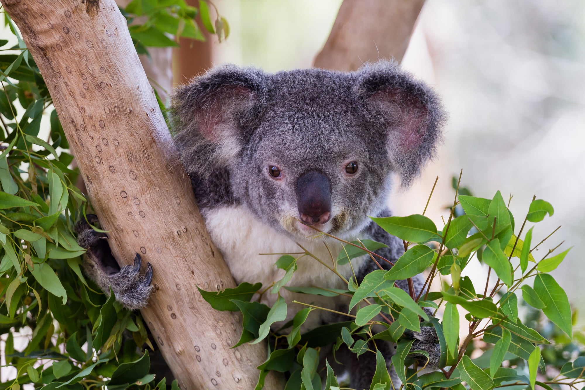 Koala, 1080P, tree, leaves HD Wallpaper