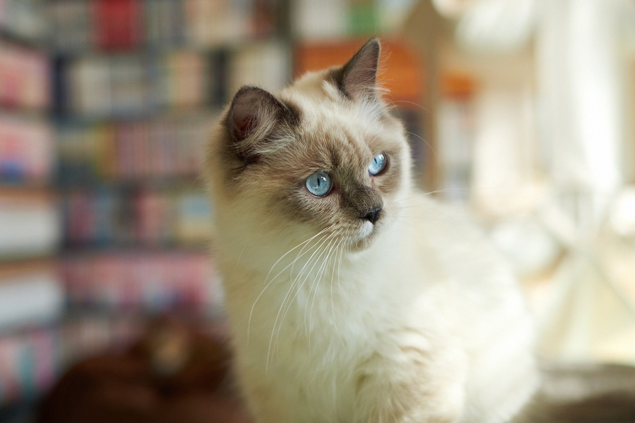face, eyes, blue eyes, animals, Siamese cats, cat, 1080P HD Wallpaper