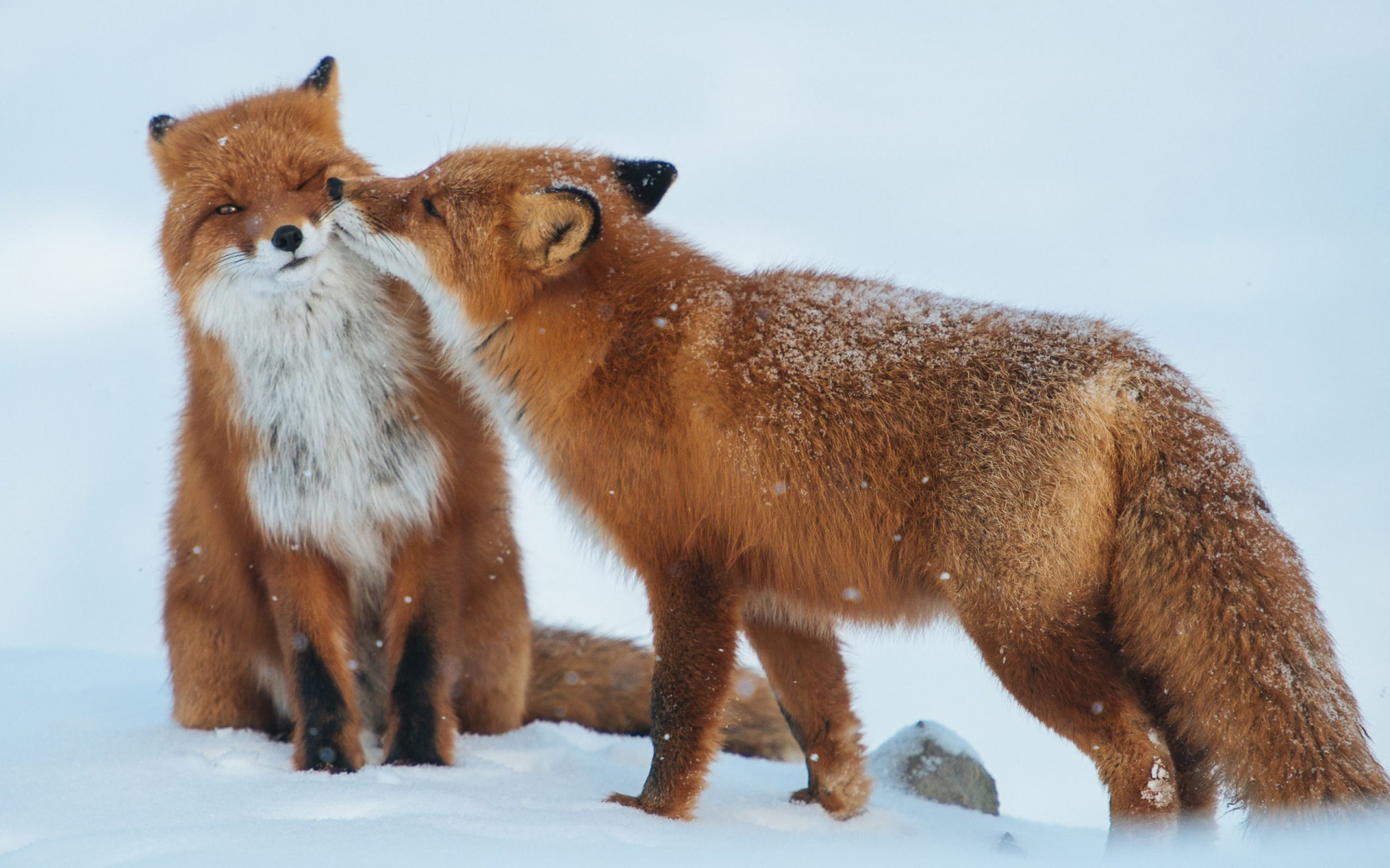 desktop, red, couple, love, backgrounds, kiss, hd, 2K, foxes, cheek HD ...