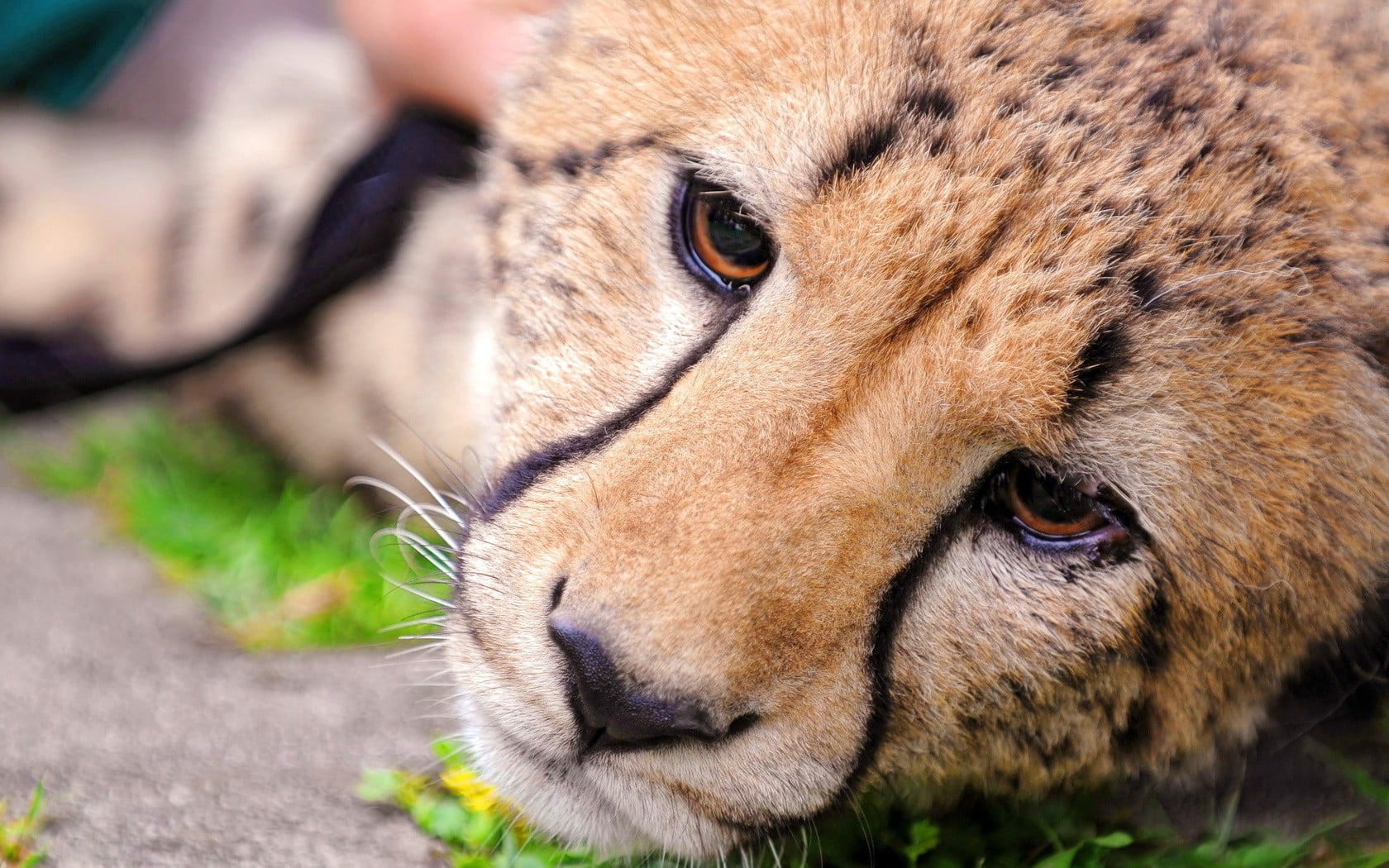 cheetahs, one animal, mammal, dog, domestic animals, animal eye, feline ...