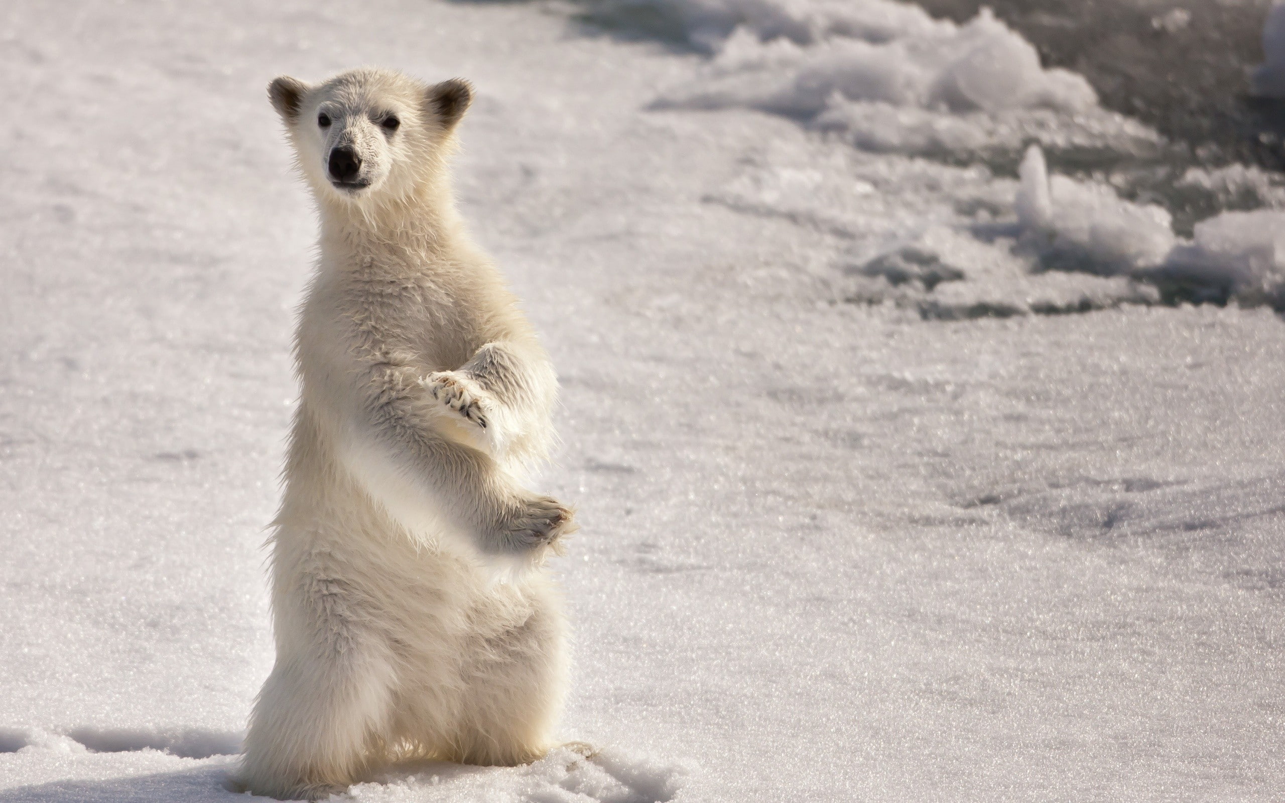 2K, nature, animals, polar bears HD Wallpaper