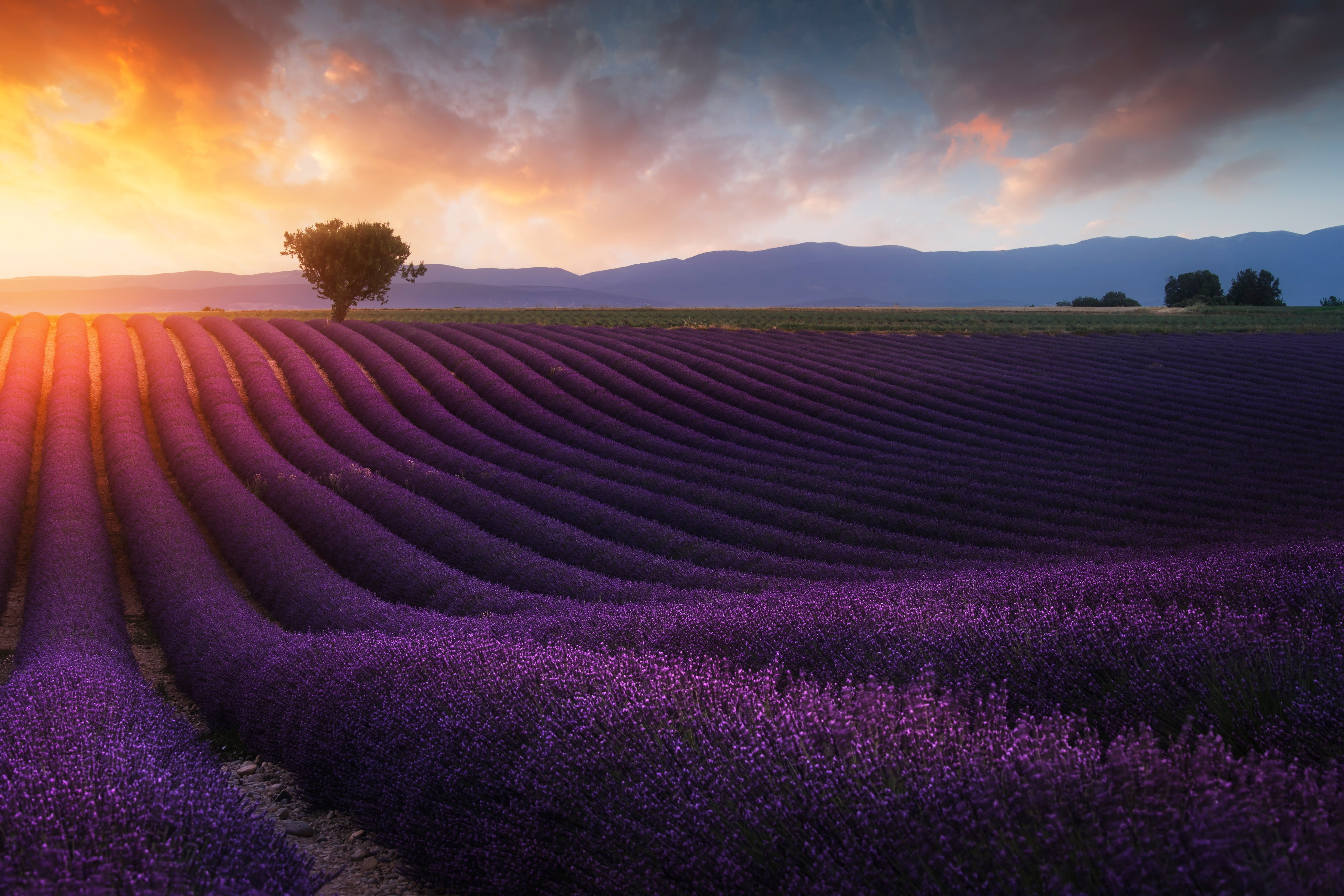 «lavender farm» HD Wallpapers