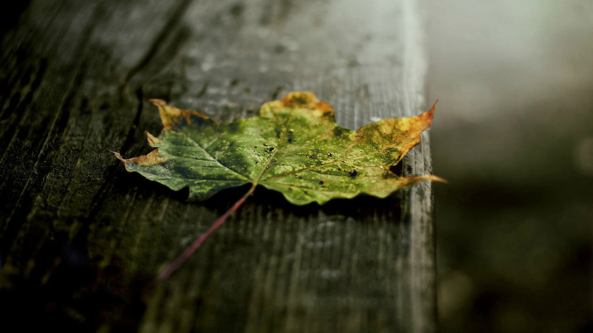 natural, day, leaf, close, 1080P, beauty in nature, plant, spring ...