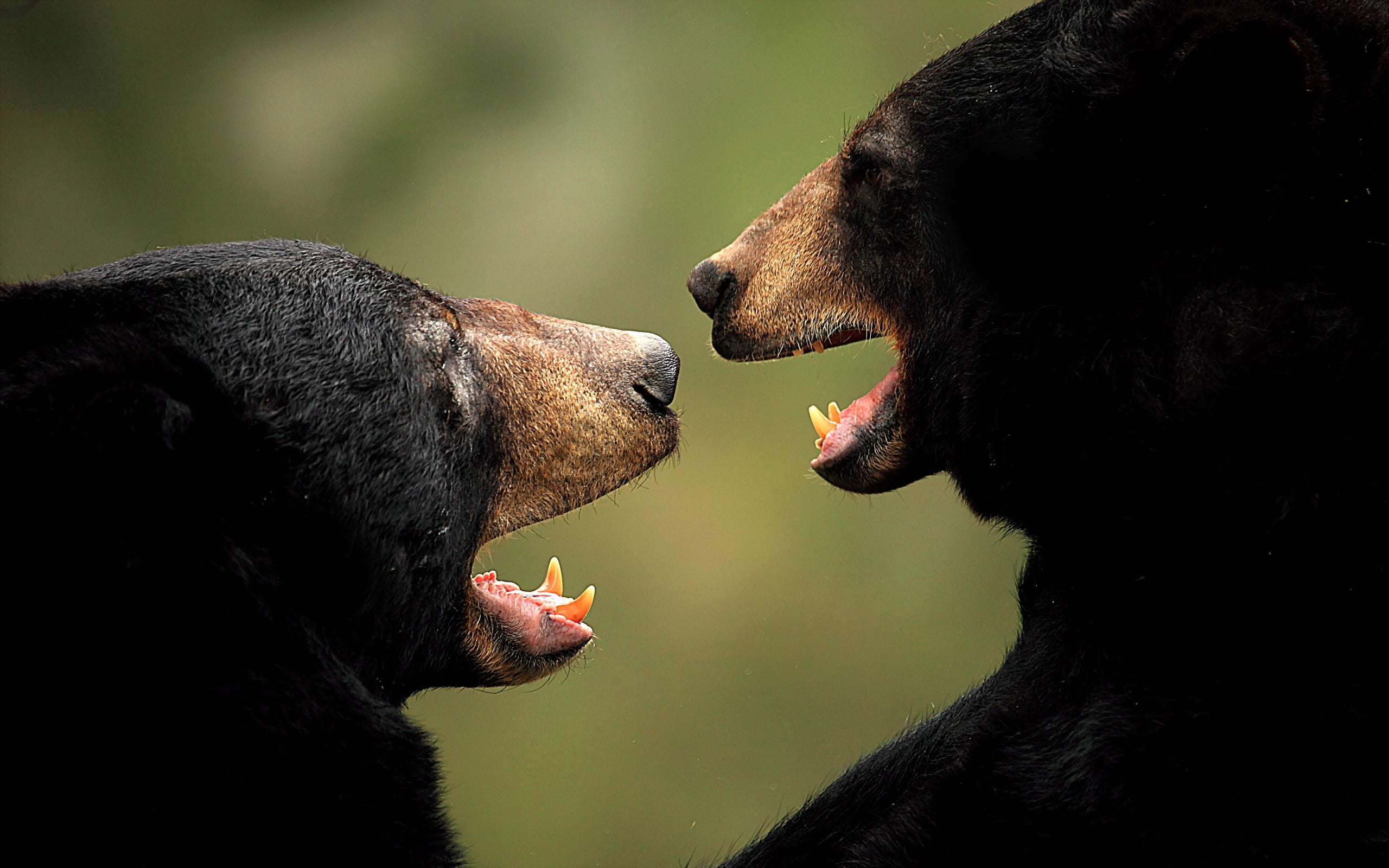 animal, bear, conflict, two, animal wildlife, black Color, looking ...