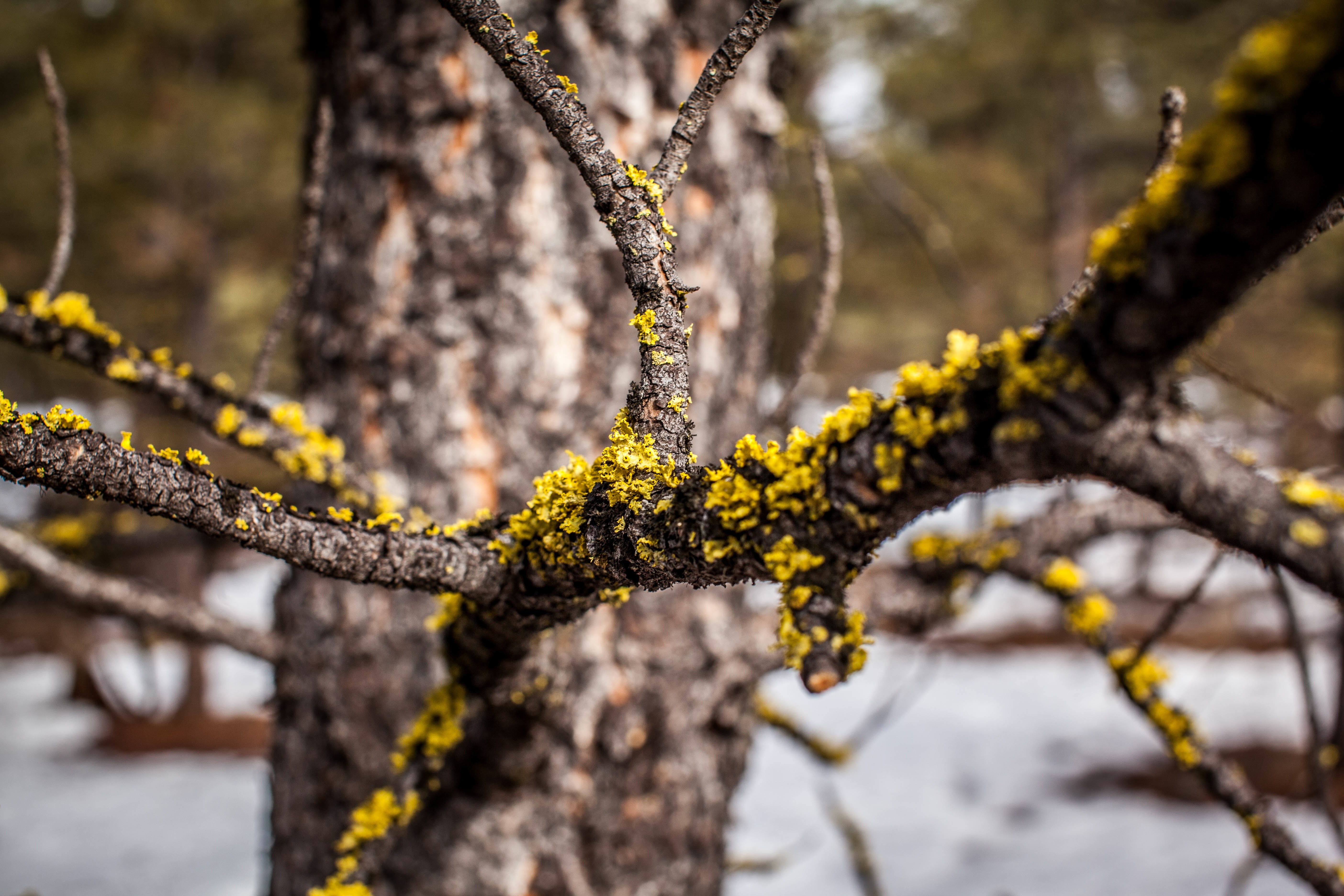 5K, trees, depth of field, lichen, nature HD Wallpaper