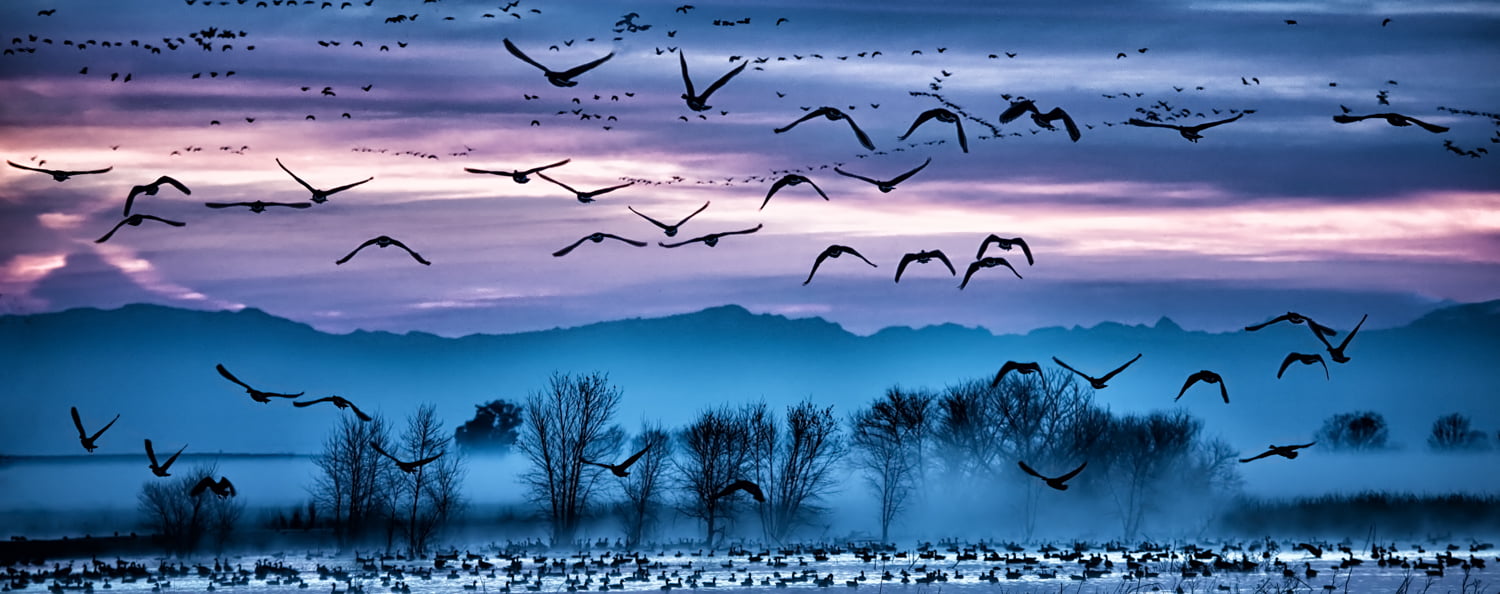 photo, winter, flock Of Birds, Dawn, NWR, bird, nature, trees, birds ...