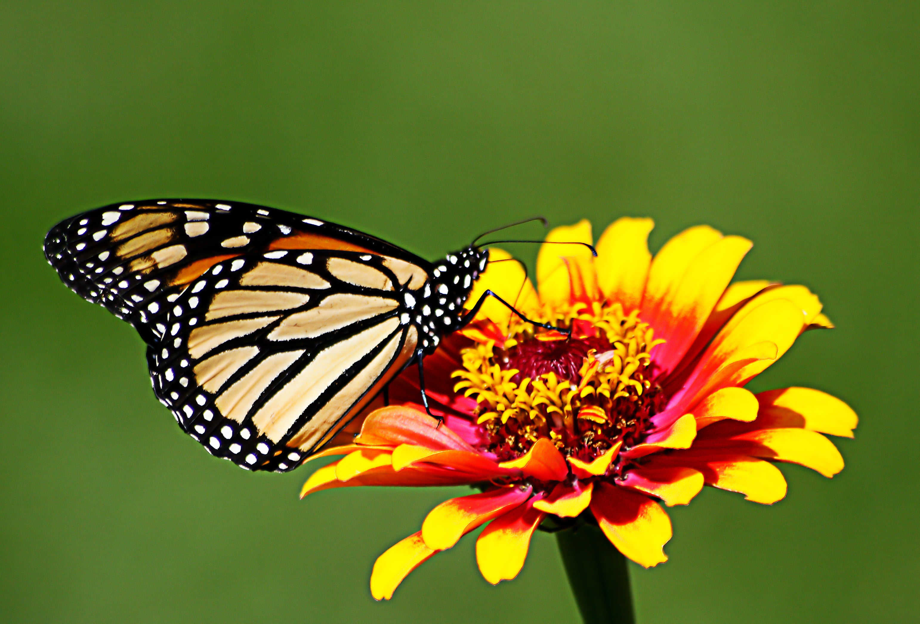 multi Colored, animal, butterfly, butterfly - Insect, beauty In Nature ...