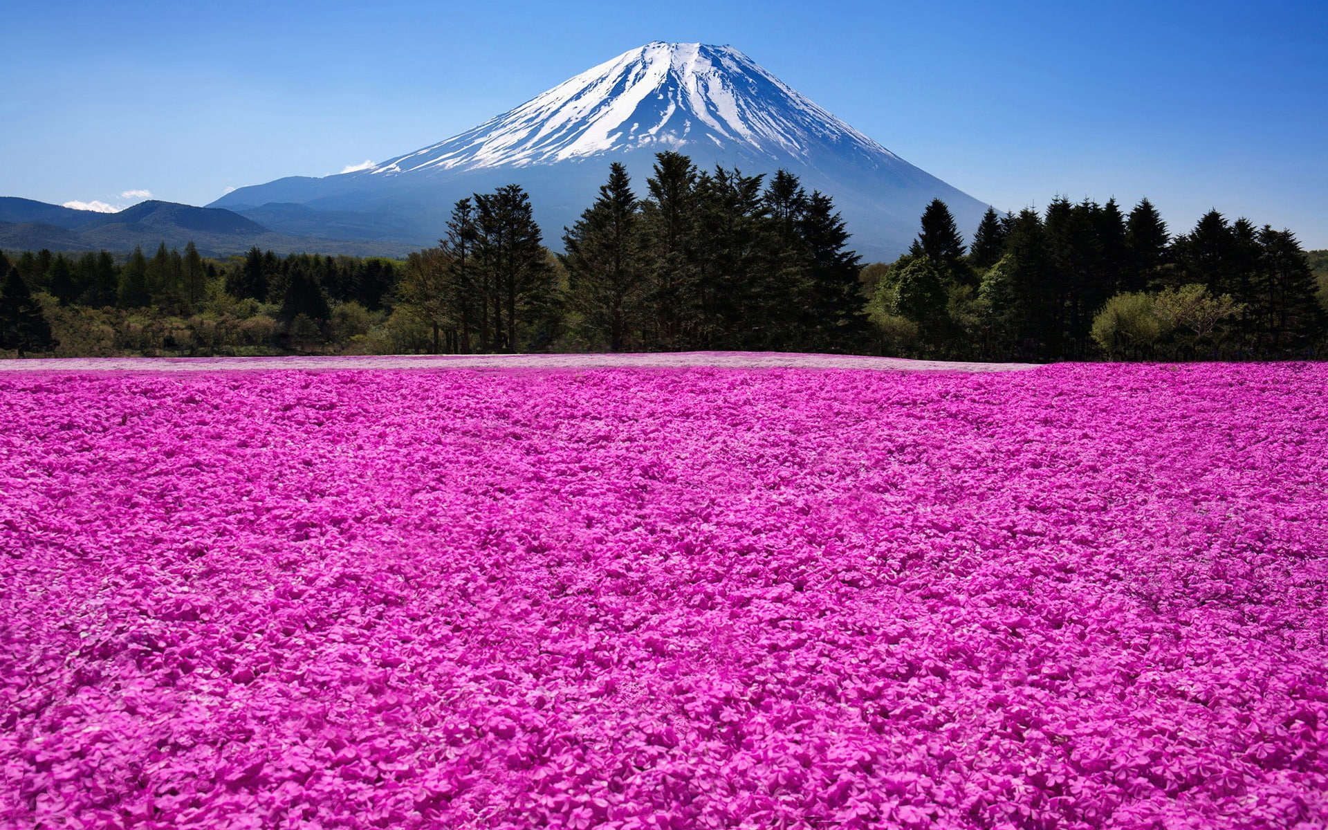Fuji, field, Japan, pink, flower, 1080P, Volcano, Flowers, Trees, mount ...
