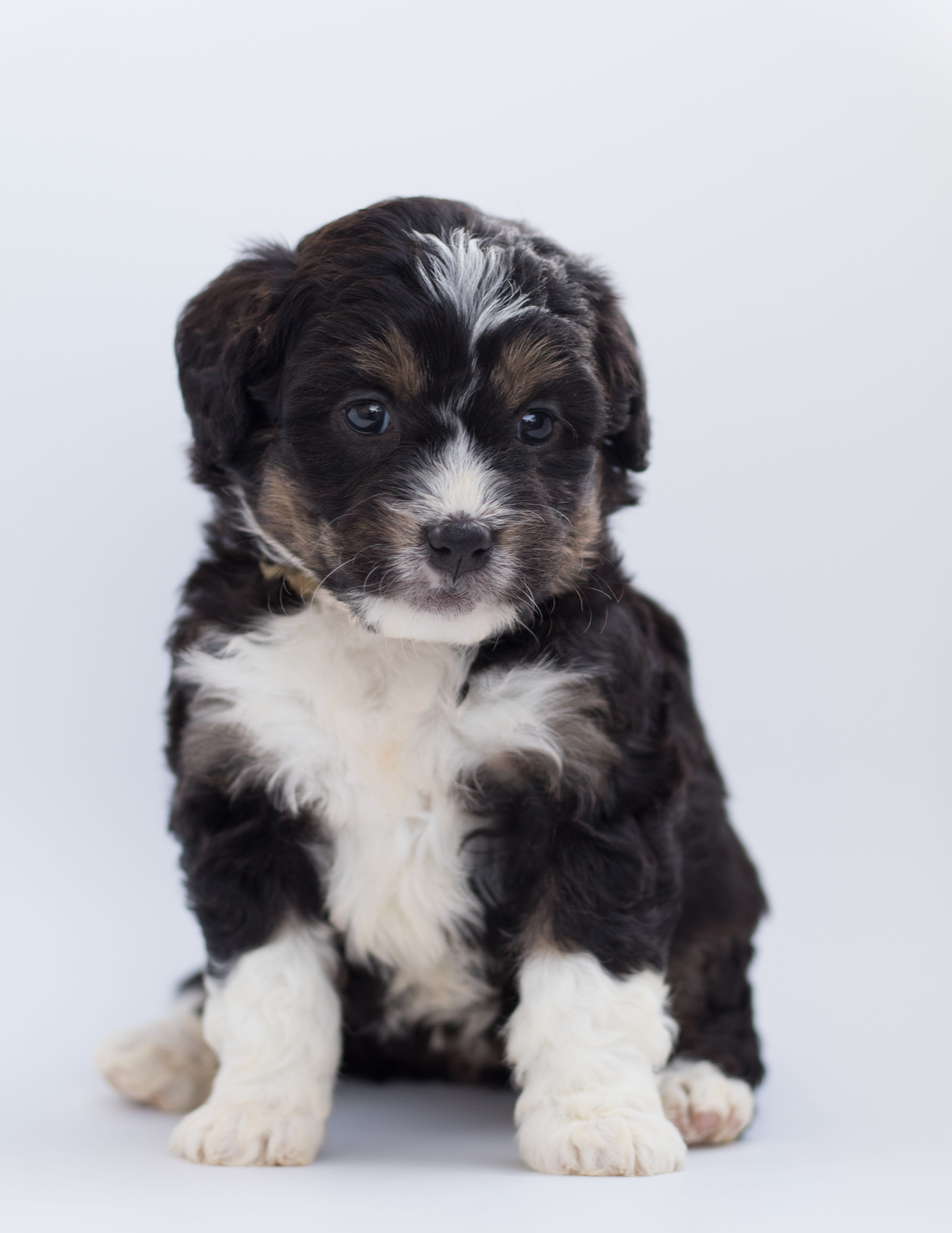 canidae, fur, animal themes, furry, dog, vertebrate, domestic, breed ...
