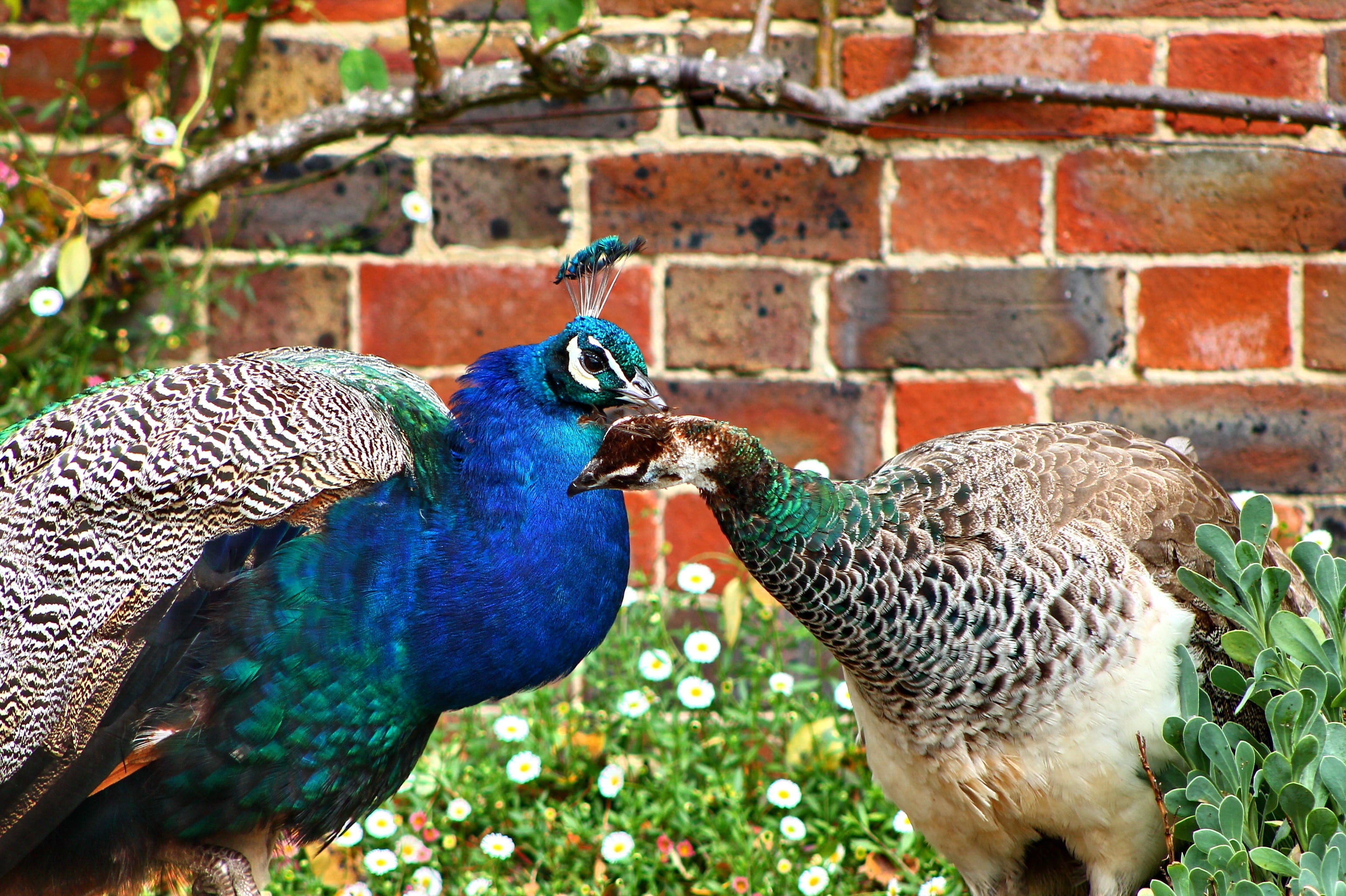 «PEACOCK FEMALES» HD wallpapers