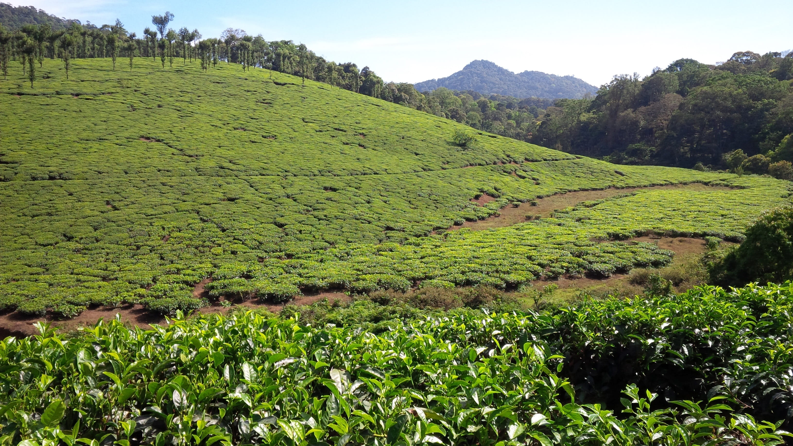 rural Scene, leaves green, mountain, scenics, farm, kerala, outdoors ...