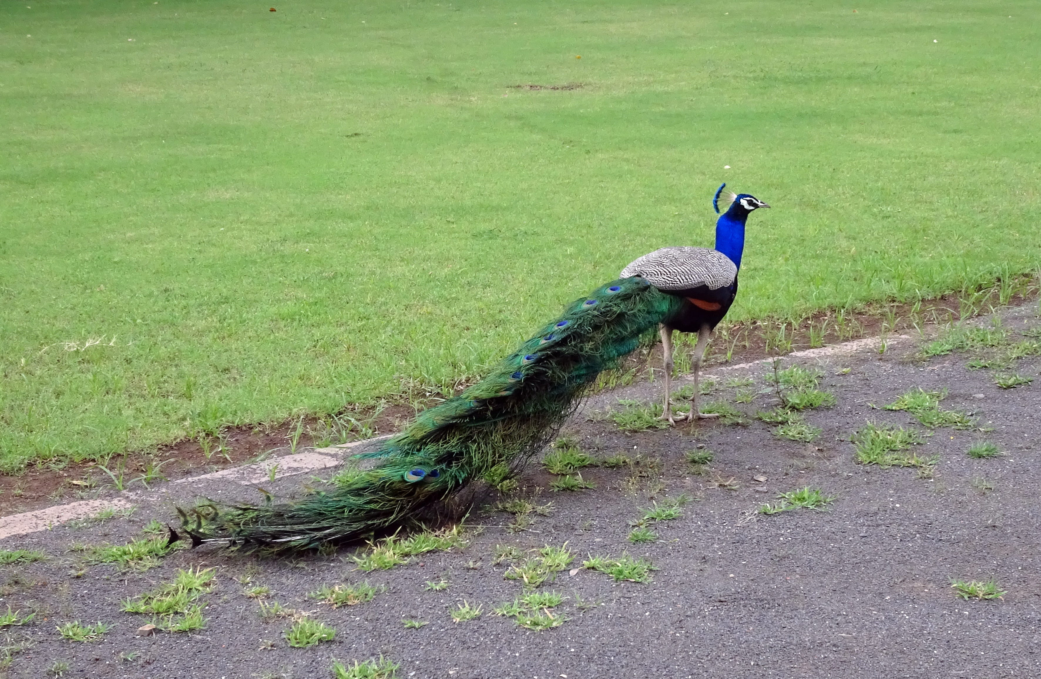 india, land, tail, plumage, animal wildlife, peacock, field, wildlife ...