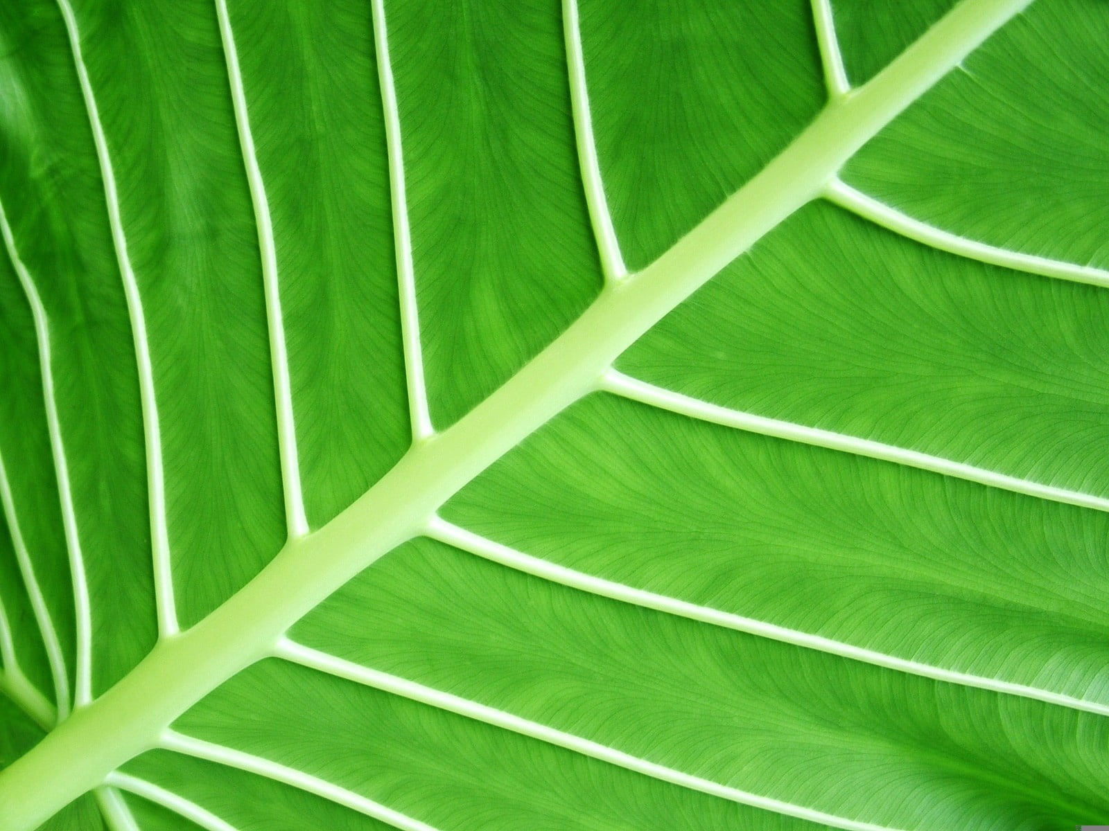 forest, plants, 720P, full frame, growth, textured effect, leaf Vein ...