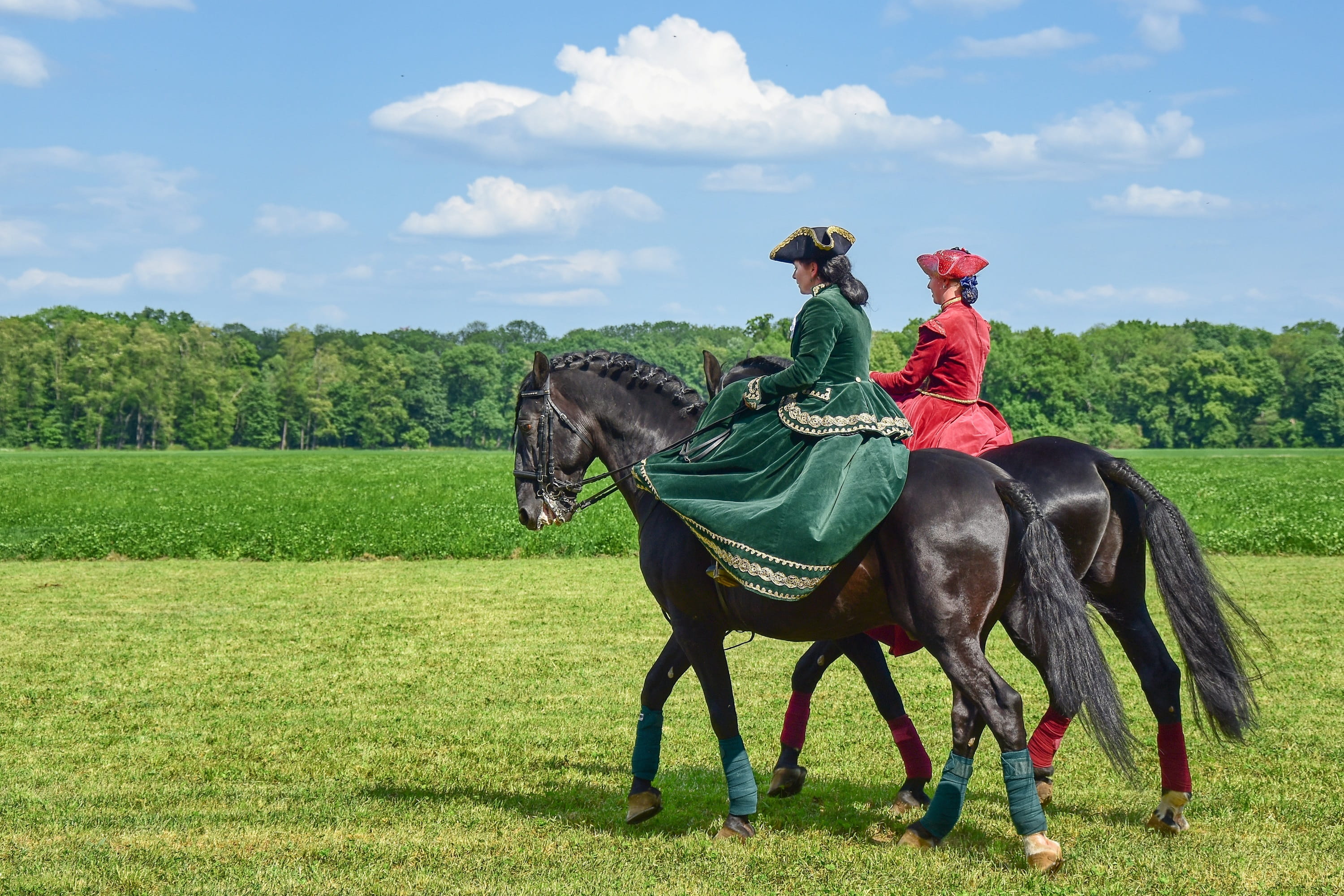 riding, domestic animals, animal wildlife, pets, field, ride, anime ...