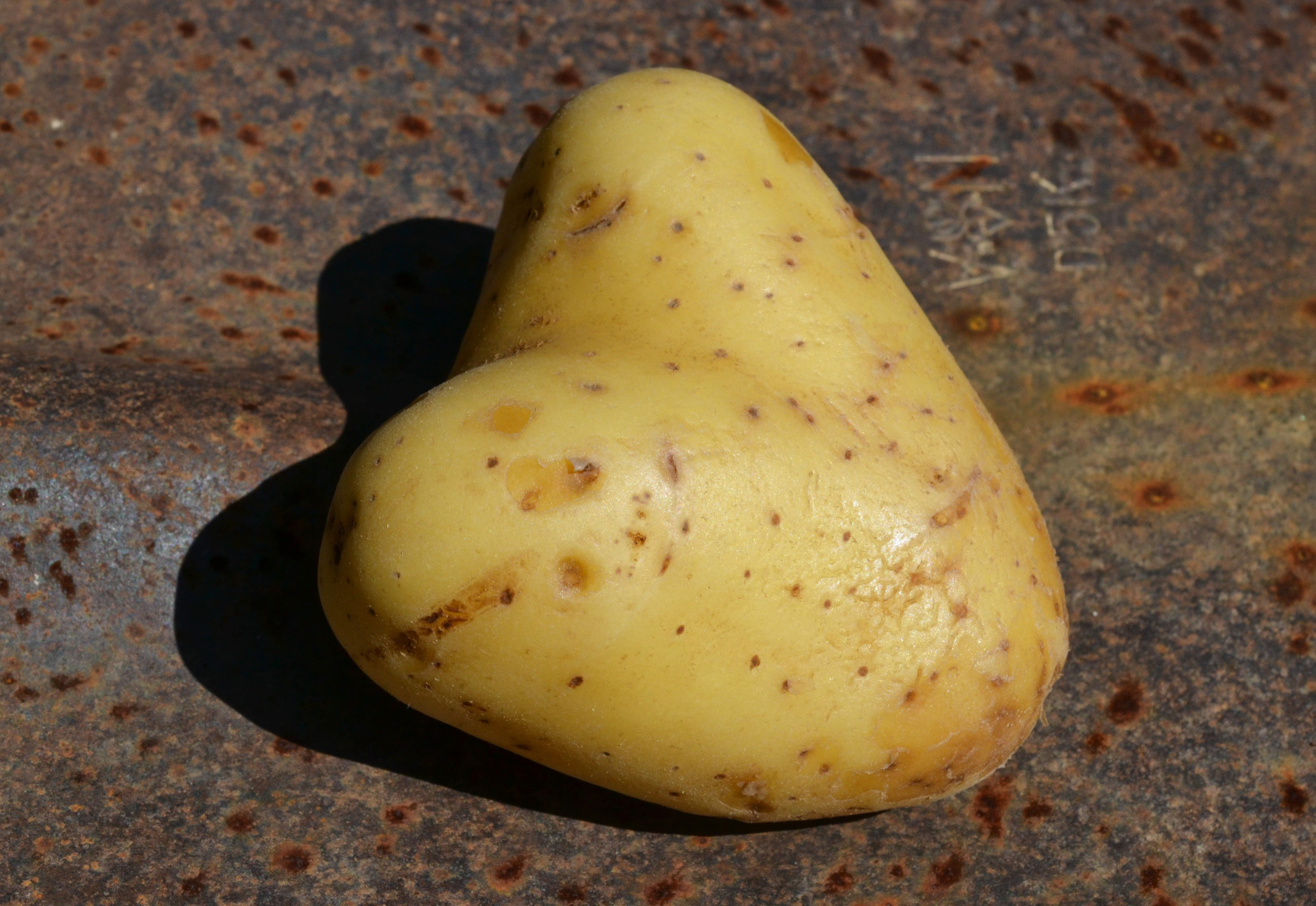 no people, raw potato, eat, yellow, healthy eating, table, raw food ...