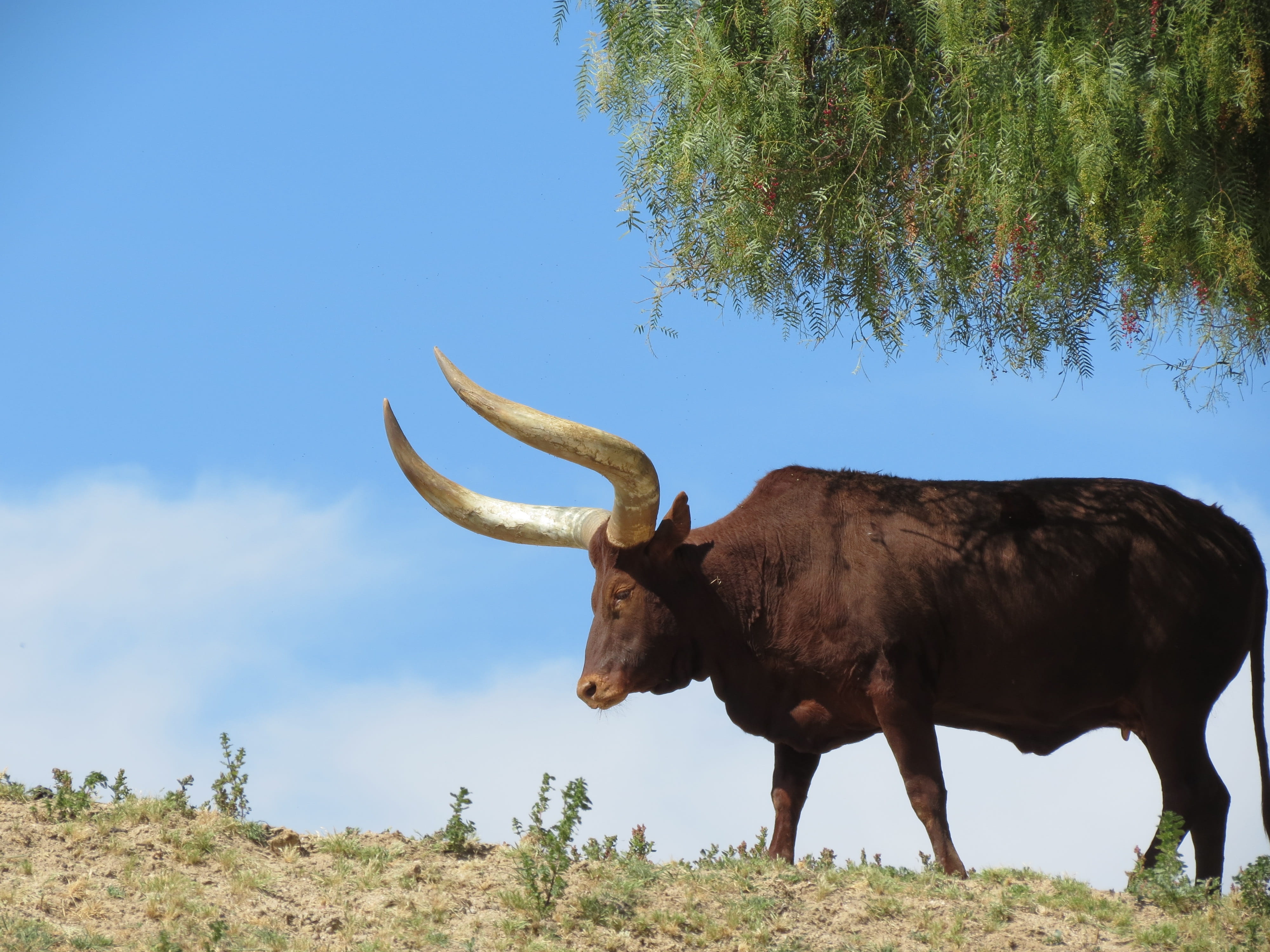 agriculture, pets, land, outdoors, cow, zoo, cattle, livestock, field ...