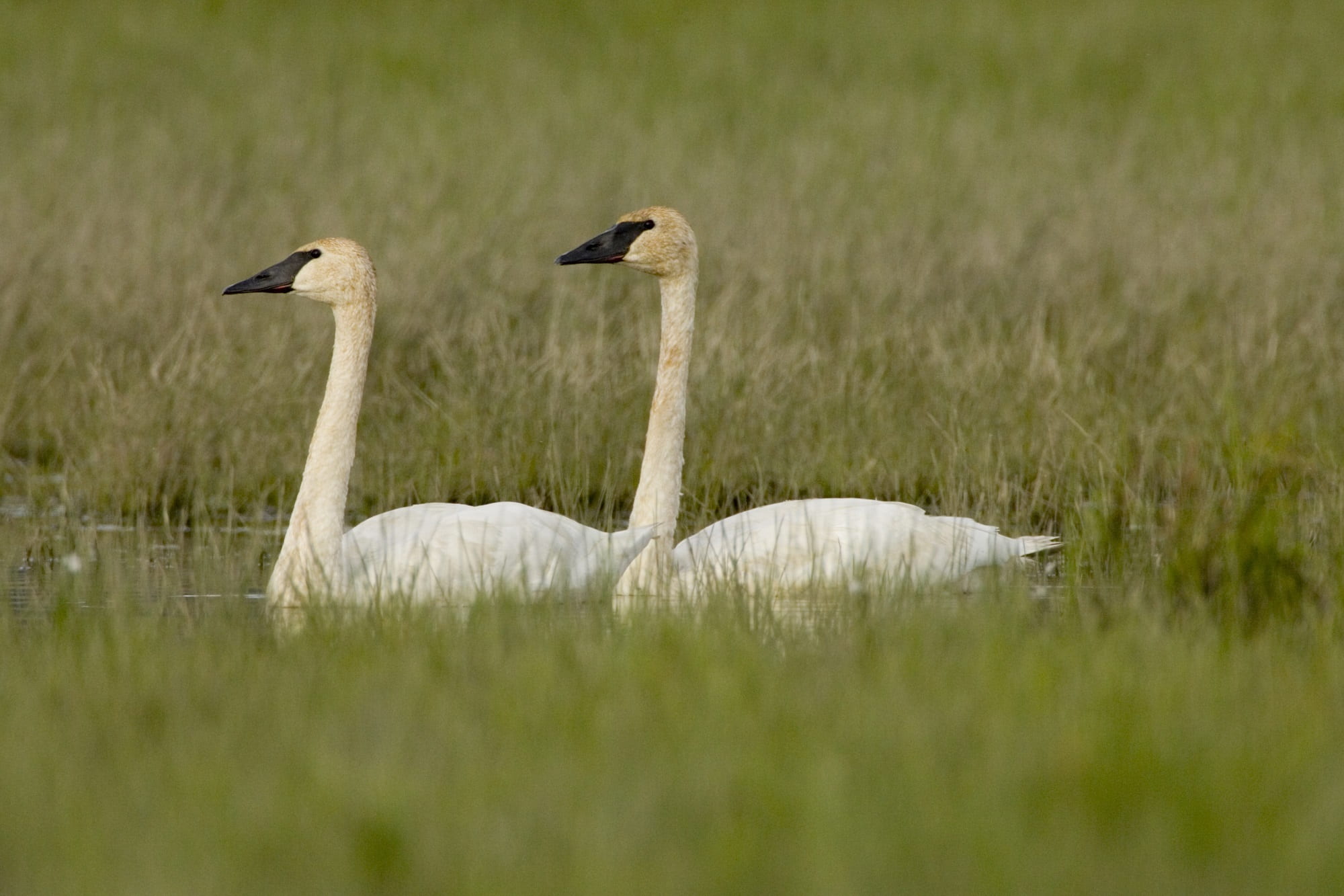 «WATERBIRD» HD wallpapers
