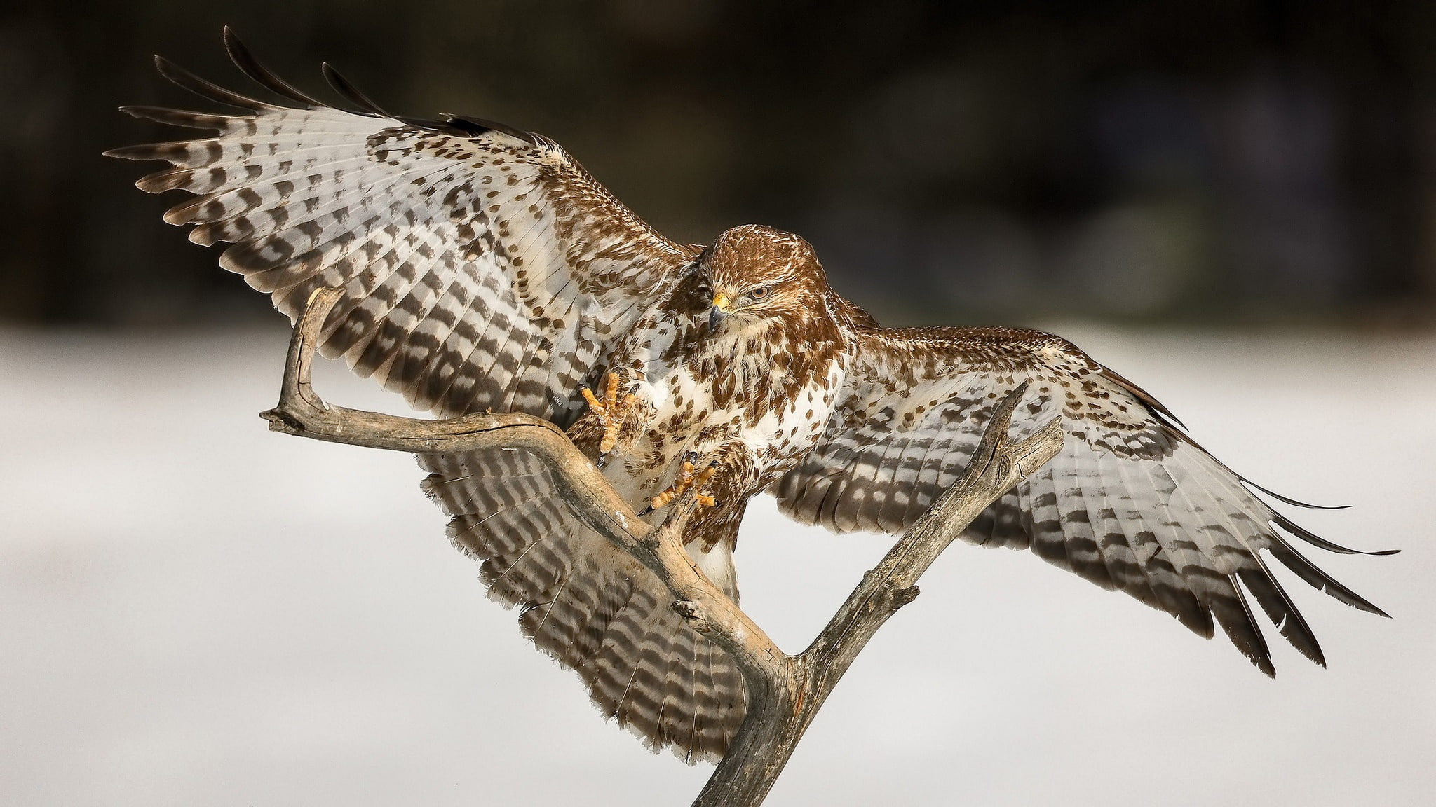 bird, branch, Hawk, Buzzard, 1080P, wings HD Wallpaper