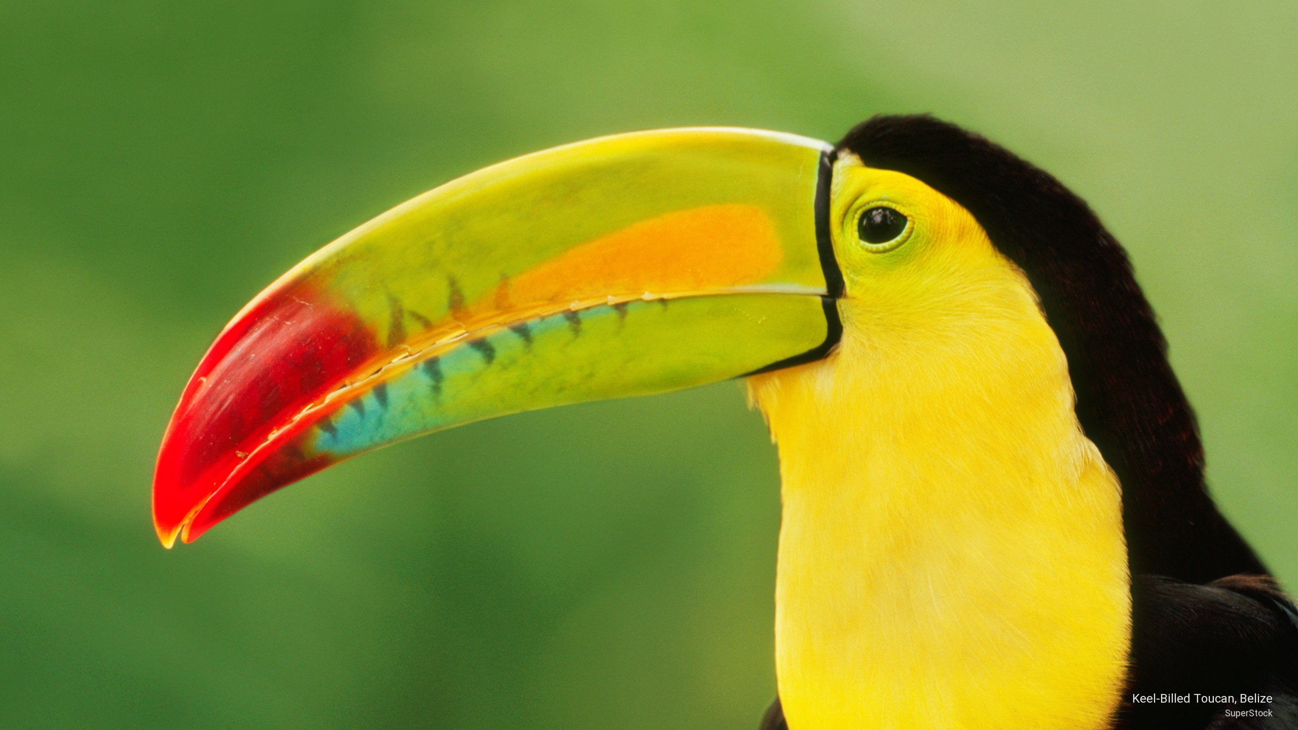 2K, Toucan, Birds, Billed, Belize, Keel Hd Wallpaper