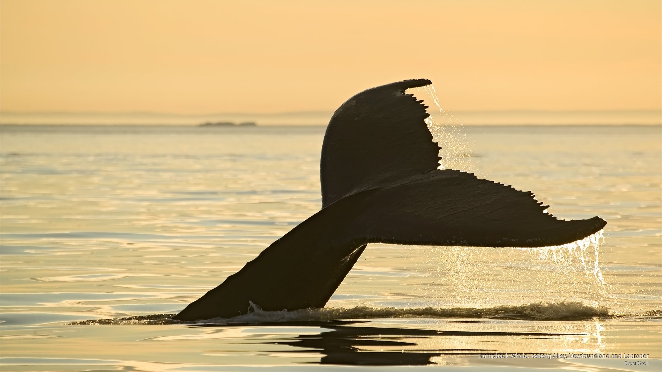 2K, Iceberg, Newfoundland, Ocean Life, Labrador, Humpback, Alley, Whale ...