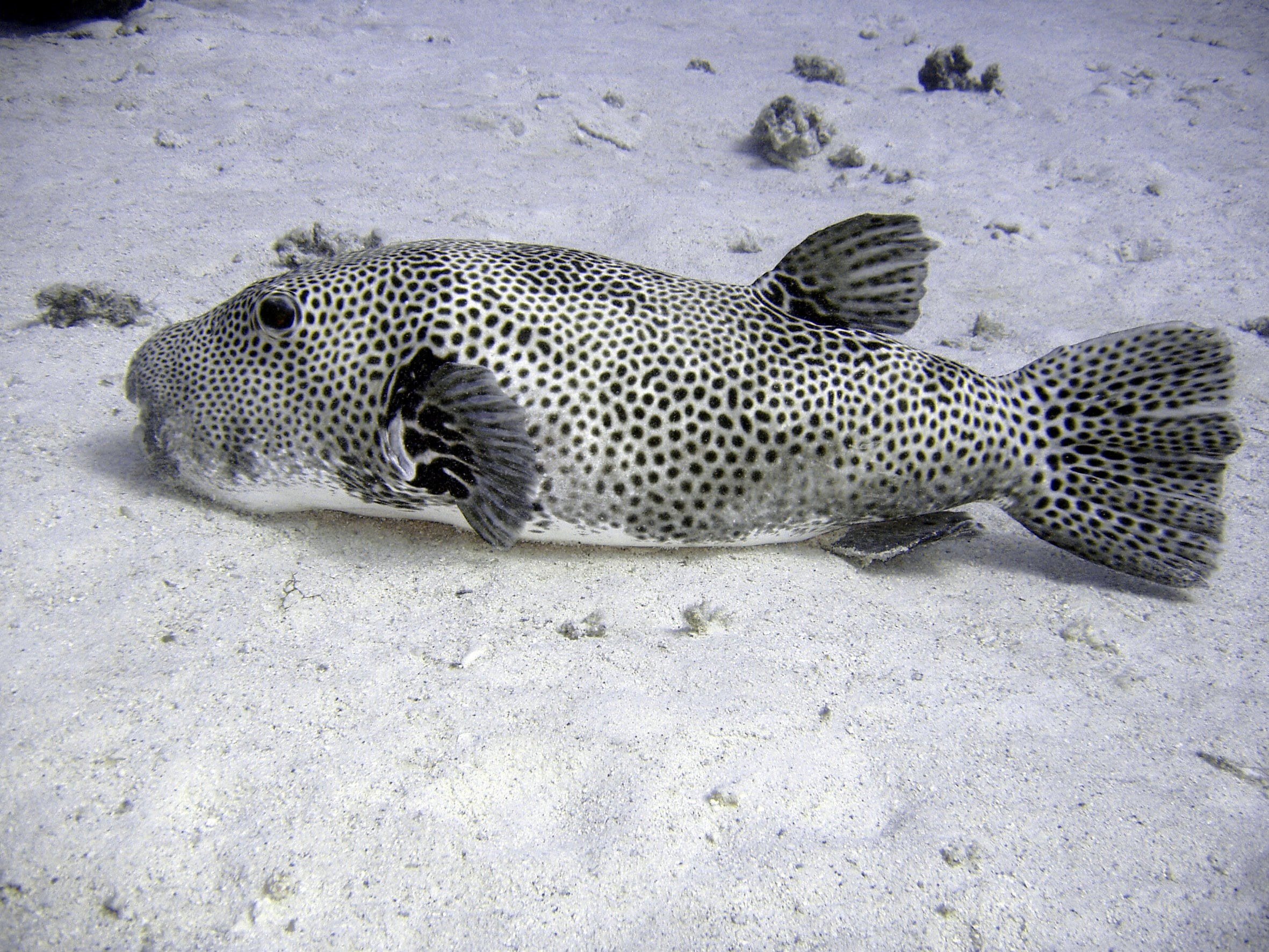 big cat, feline, giant puffer fish, spotted, marine life, high angle ...