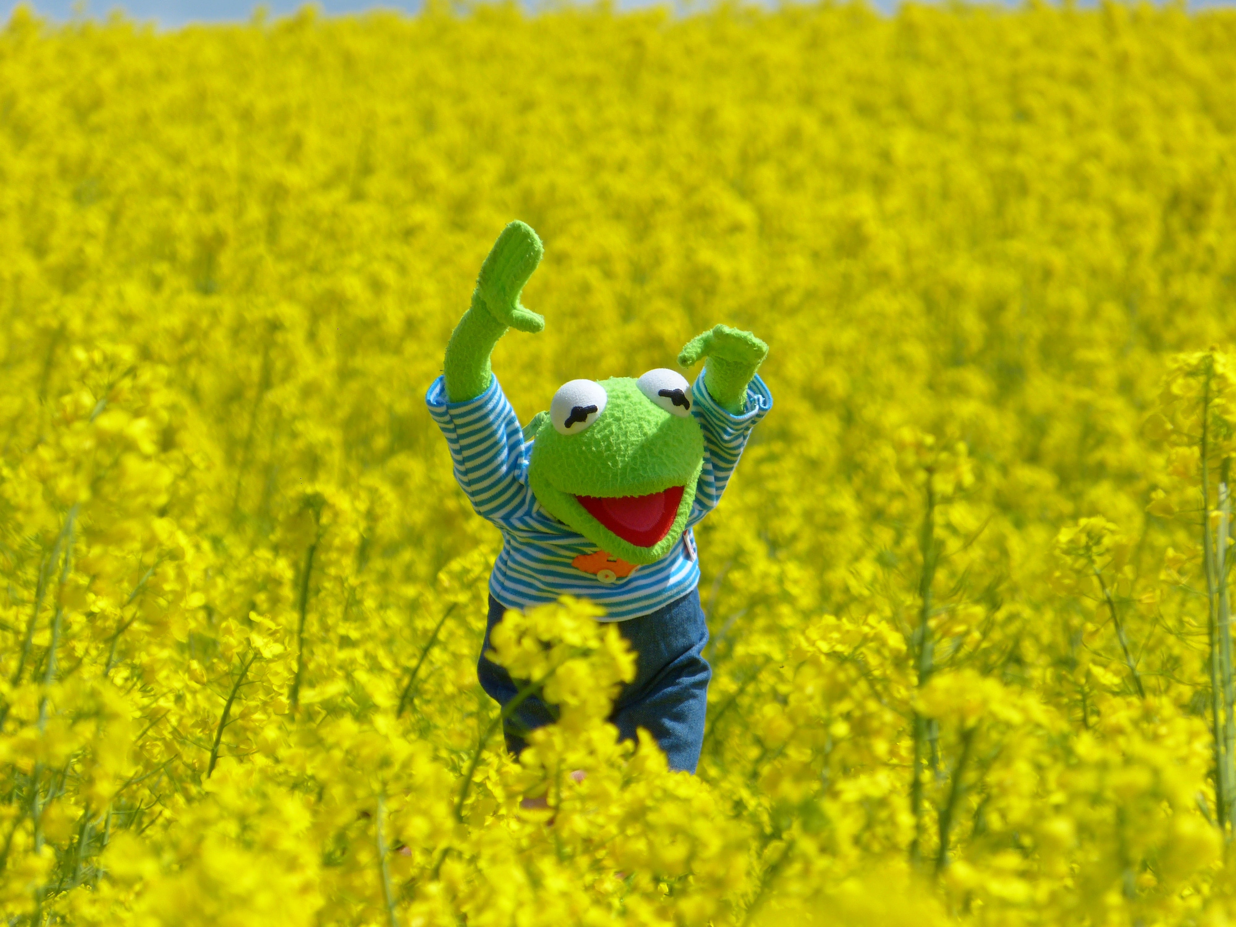 «field of rapeseeds» HD Wallpapers
