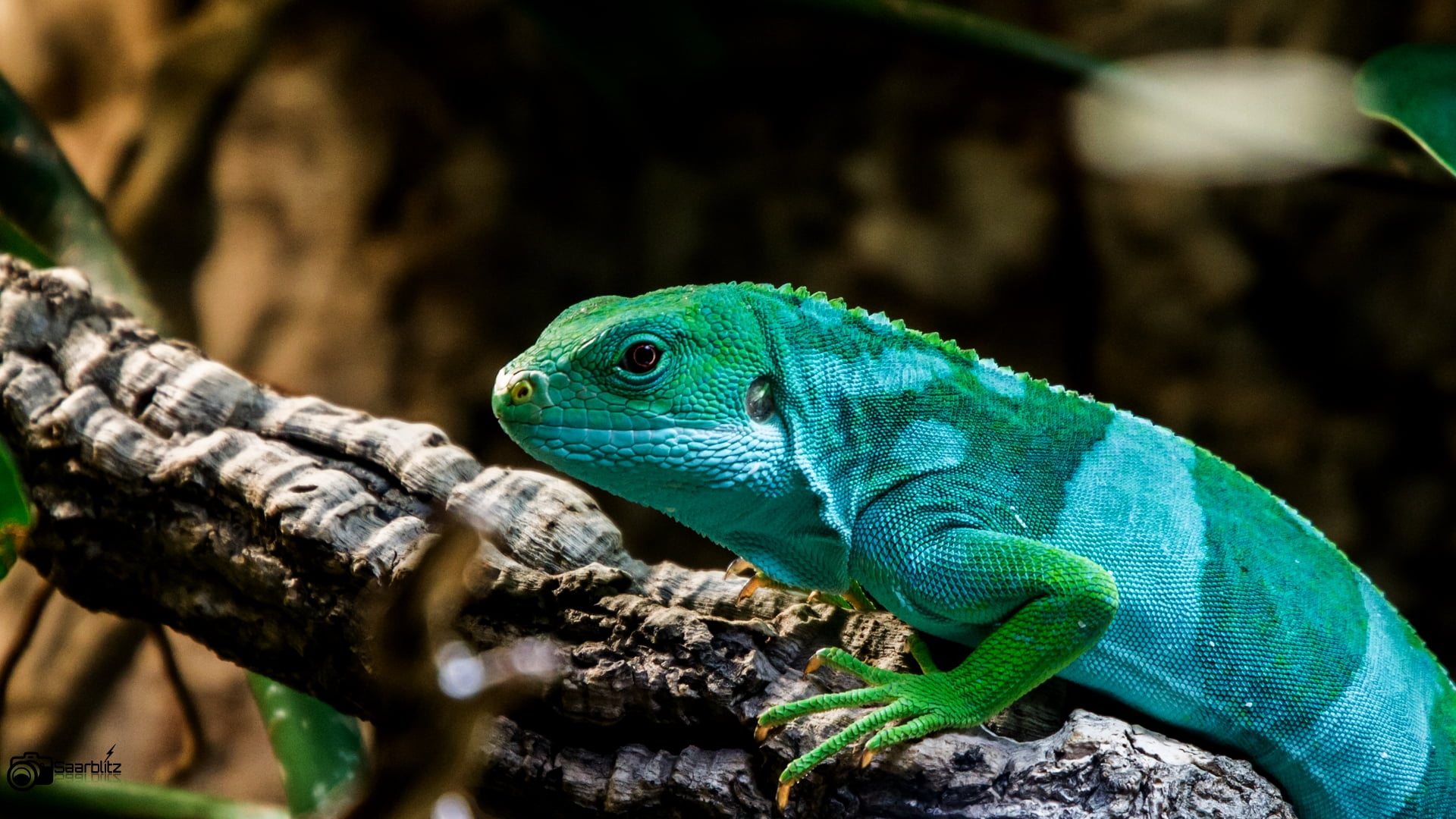 animal, nature, Chameleon, 1080P, neunkirchen saarland, green, green ...