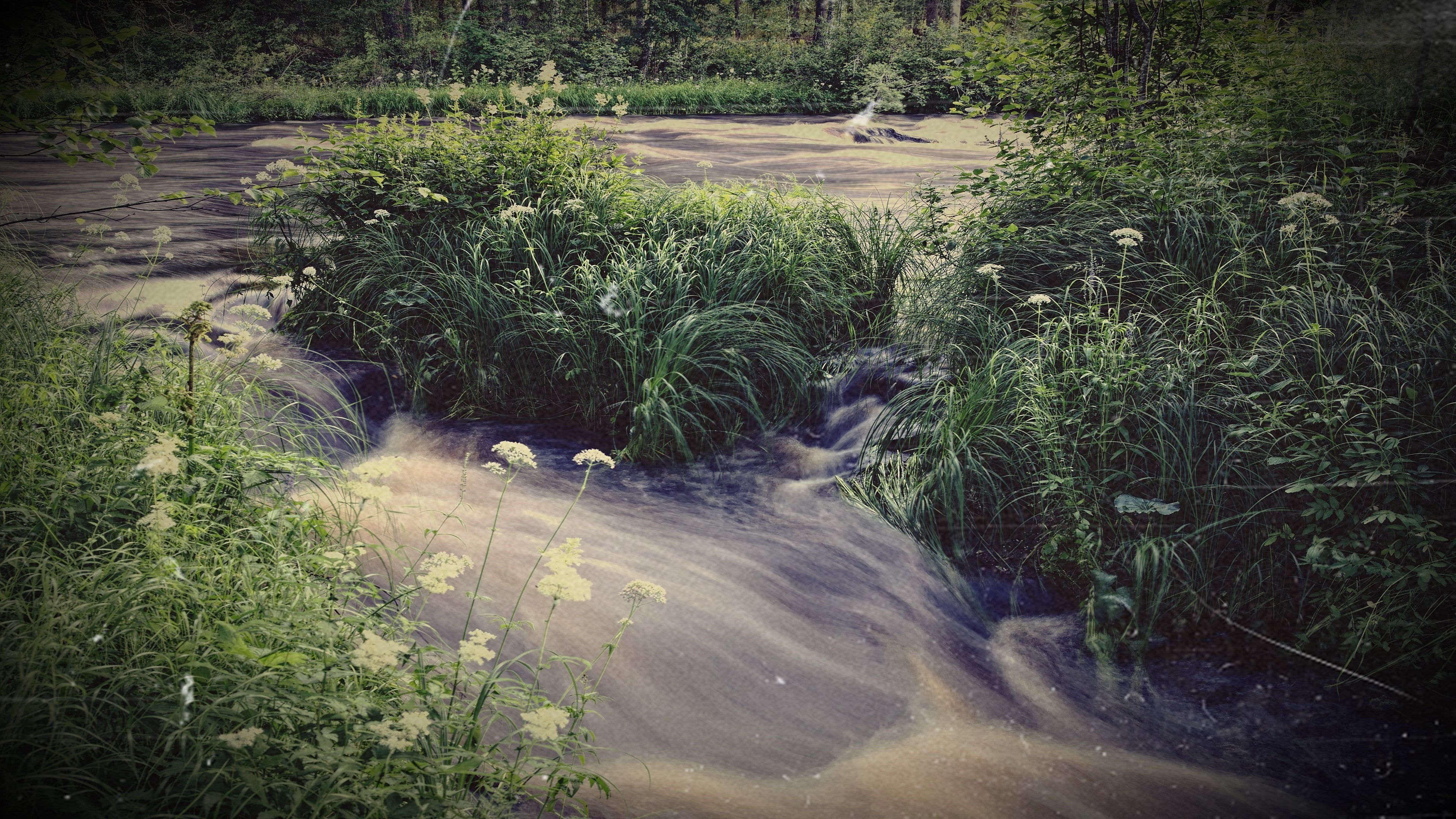 nature, long exposure, tree, 4K, motion, green color, stream, plant ...
