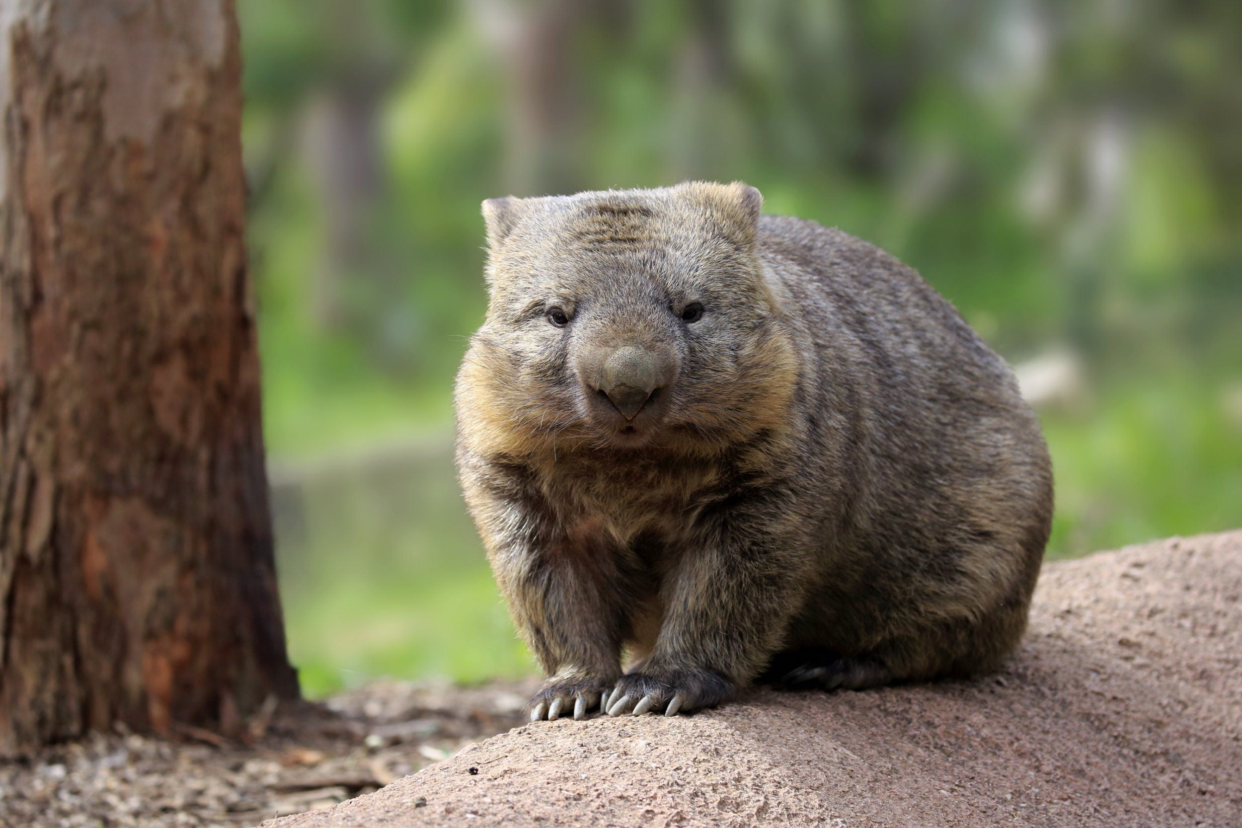 «wombat» HD Wallpapers