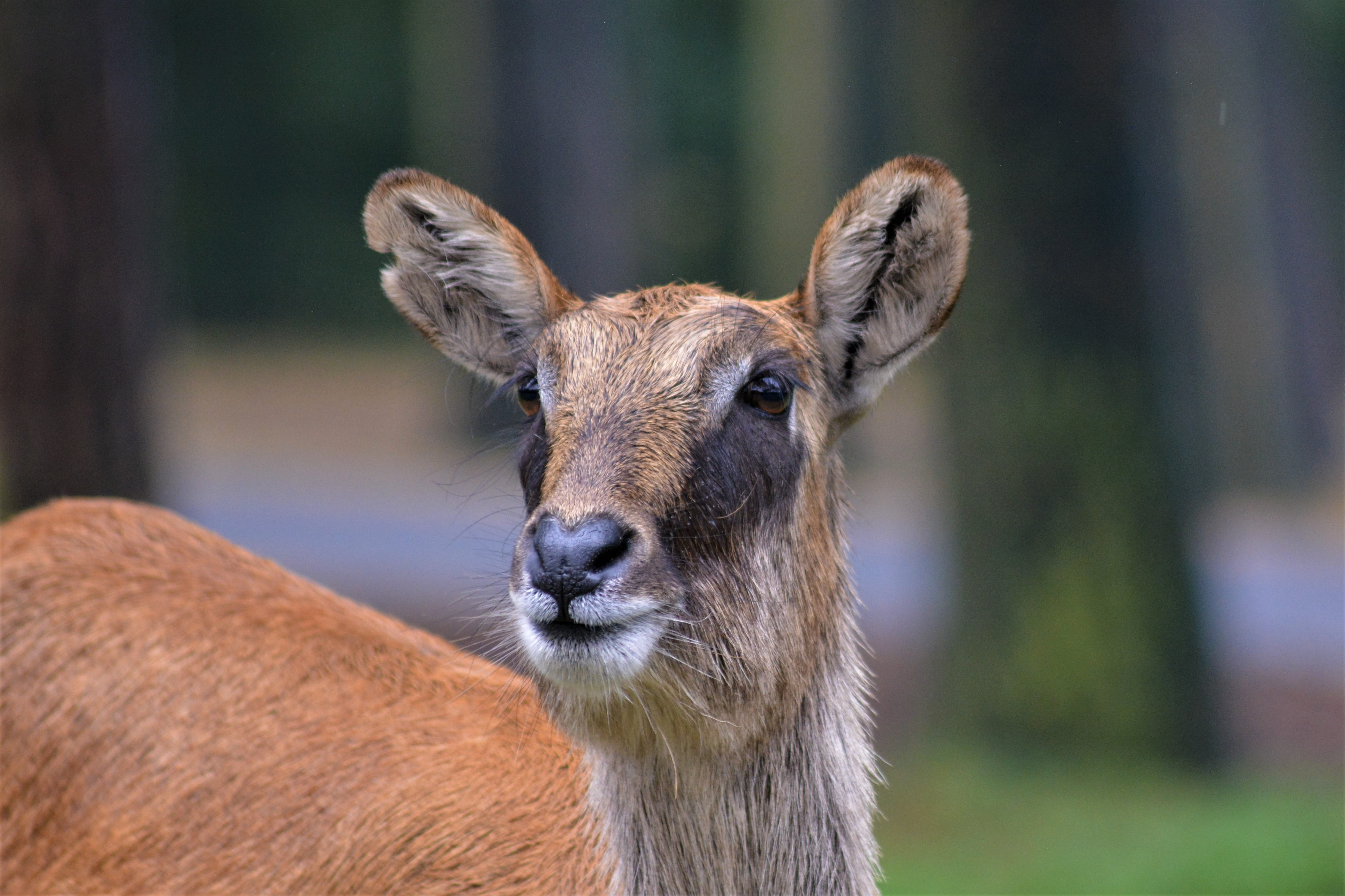 ellipses water bock, one animal, serengeti park, portrait, vertebrate ...