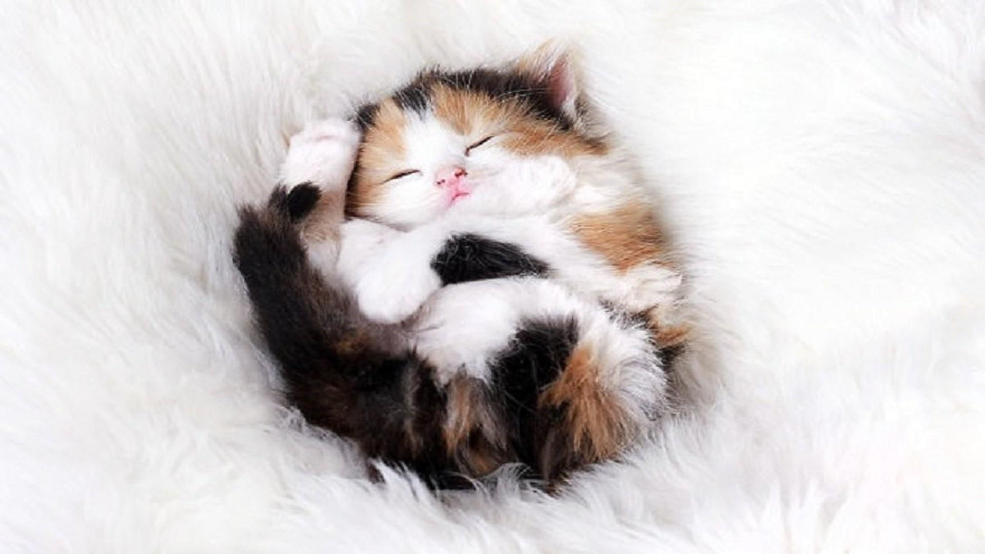 1080P, kitty, eyes, animals, catling, domestic, domestic animal, cat HD ...