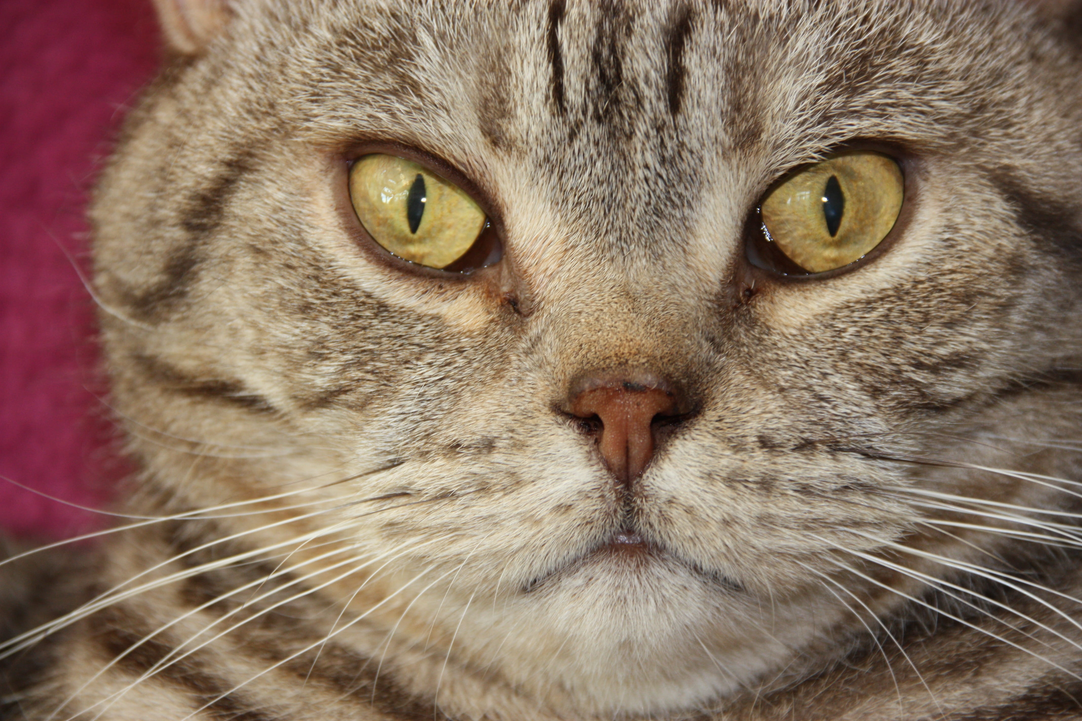 domestic cat, yellow eyes, feline, Short Hair, animal head, animal ...