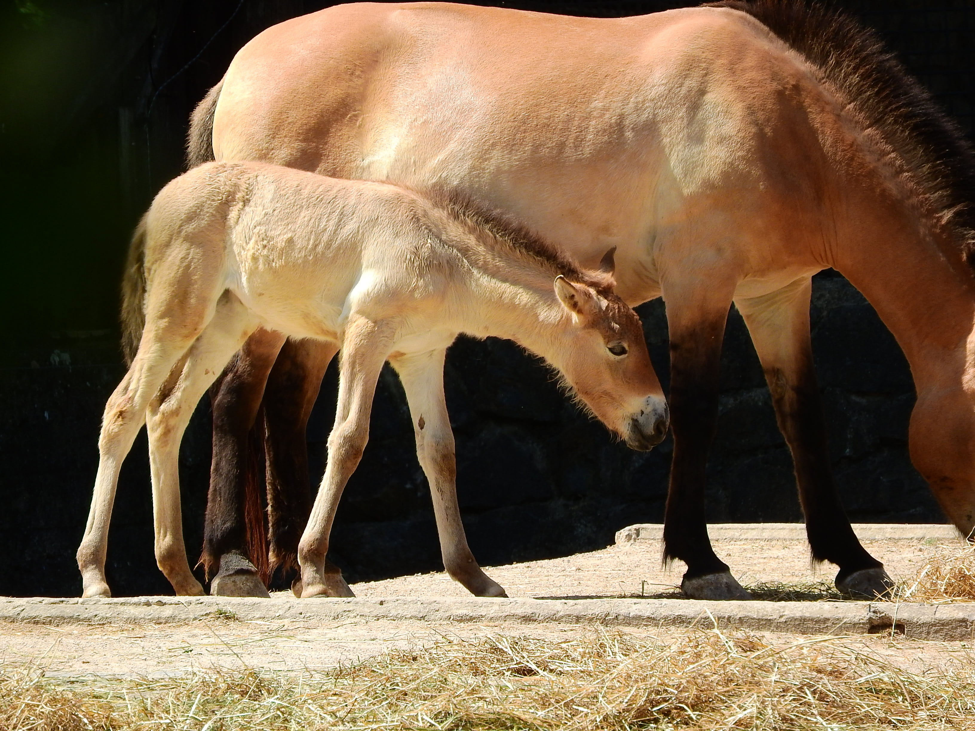 the prague zoo, day, the takhi, equus, domestic animals, no people, cow ...