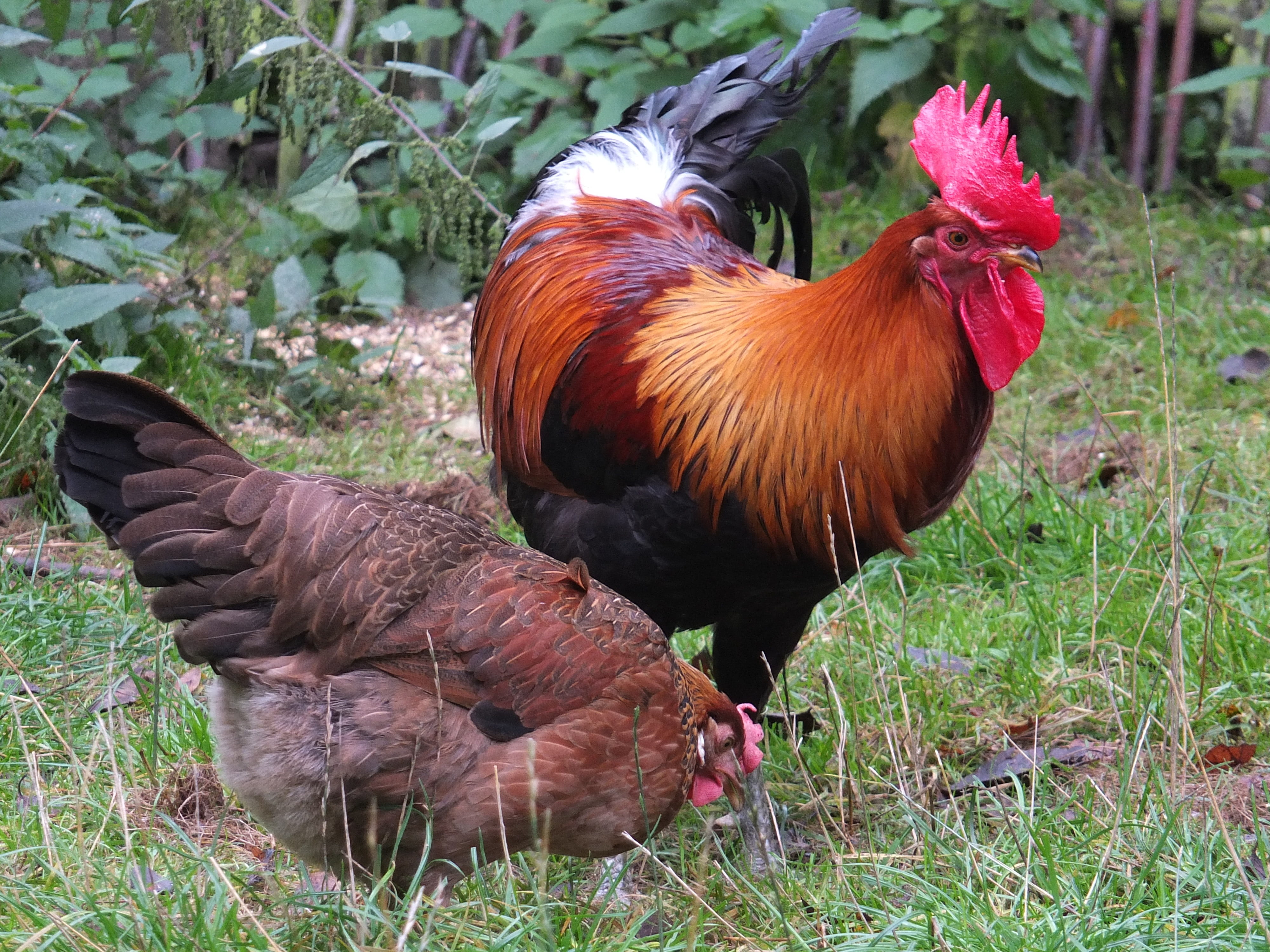 «THE HEN» HD wallpapers