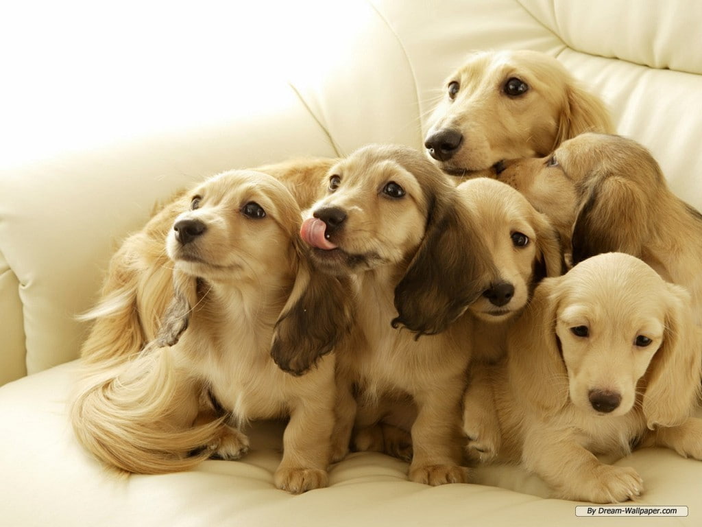 litter, 480P, fawn, spaniel, cocker, cute, tongue, hairy, dogs ...