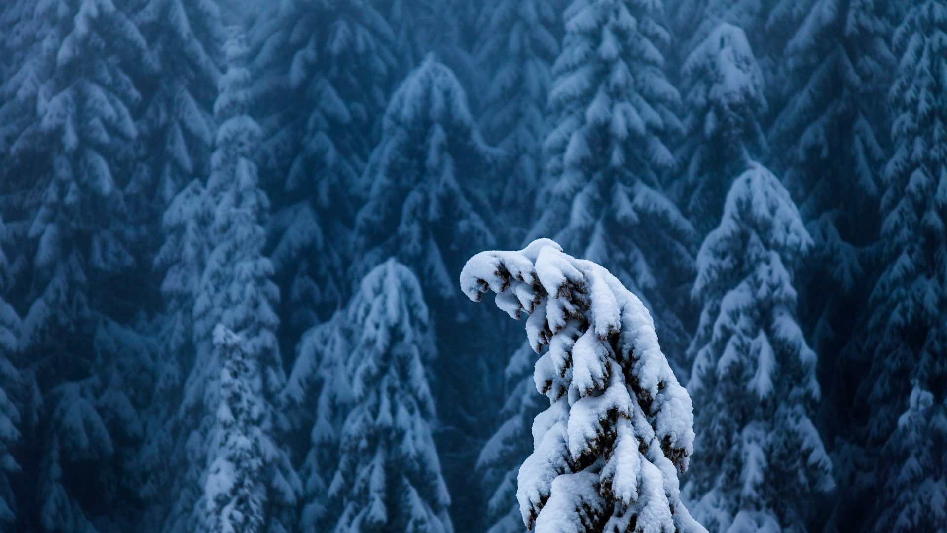 1080P, pine woodland, outdoors, pine trees, pine tree, ice, non-urban ...