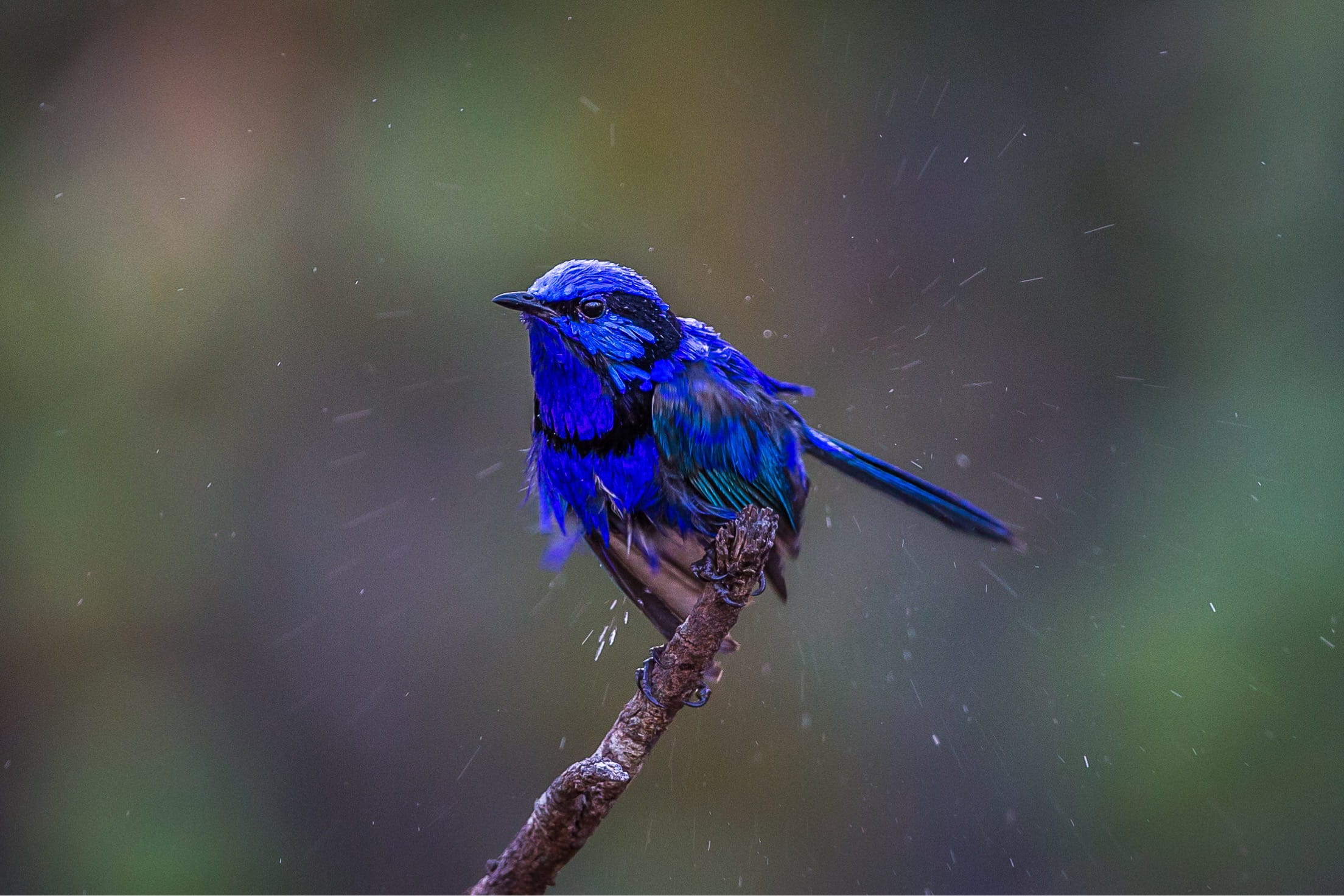 animal wildlife, branch, animal themes, one animal, fairywren, bird ...