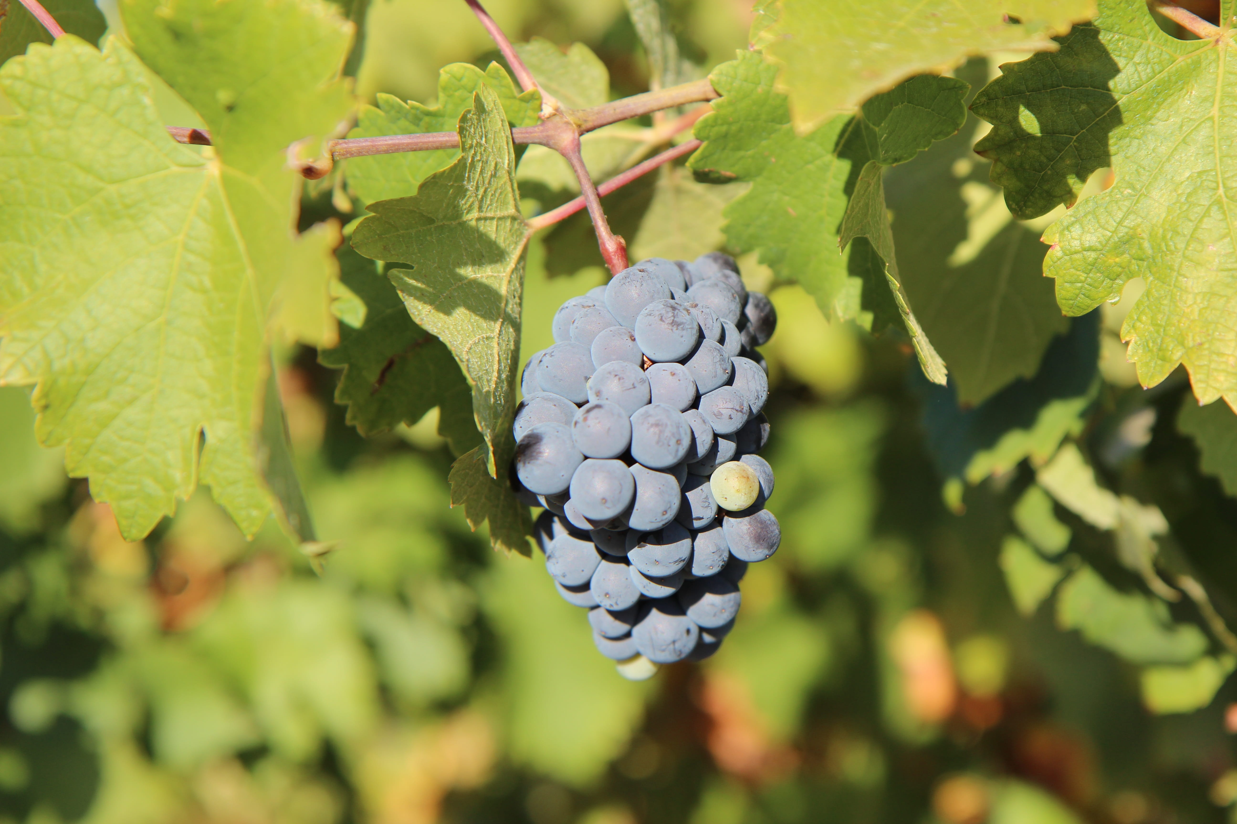 «cluster grape» HD Wallpapers