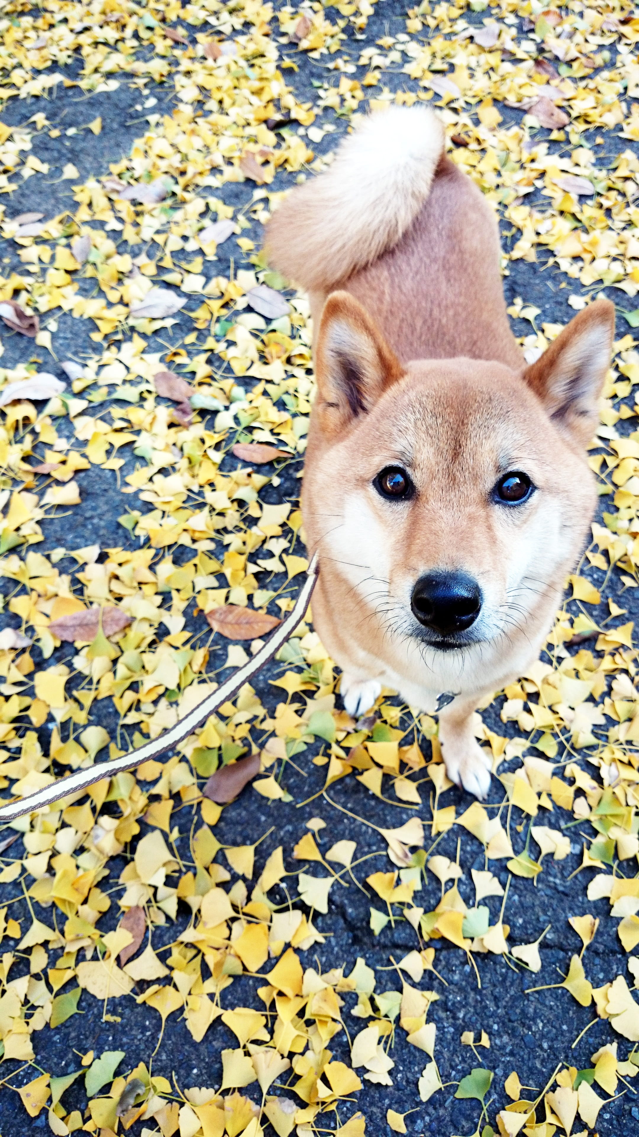 «ginkgo biloba» HD Wallpapers
