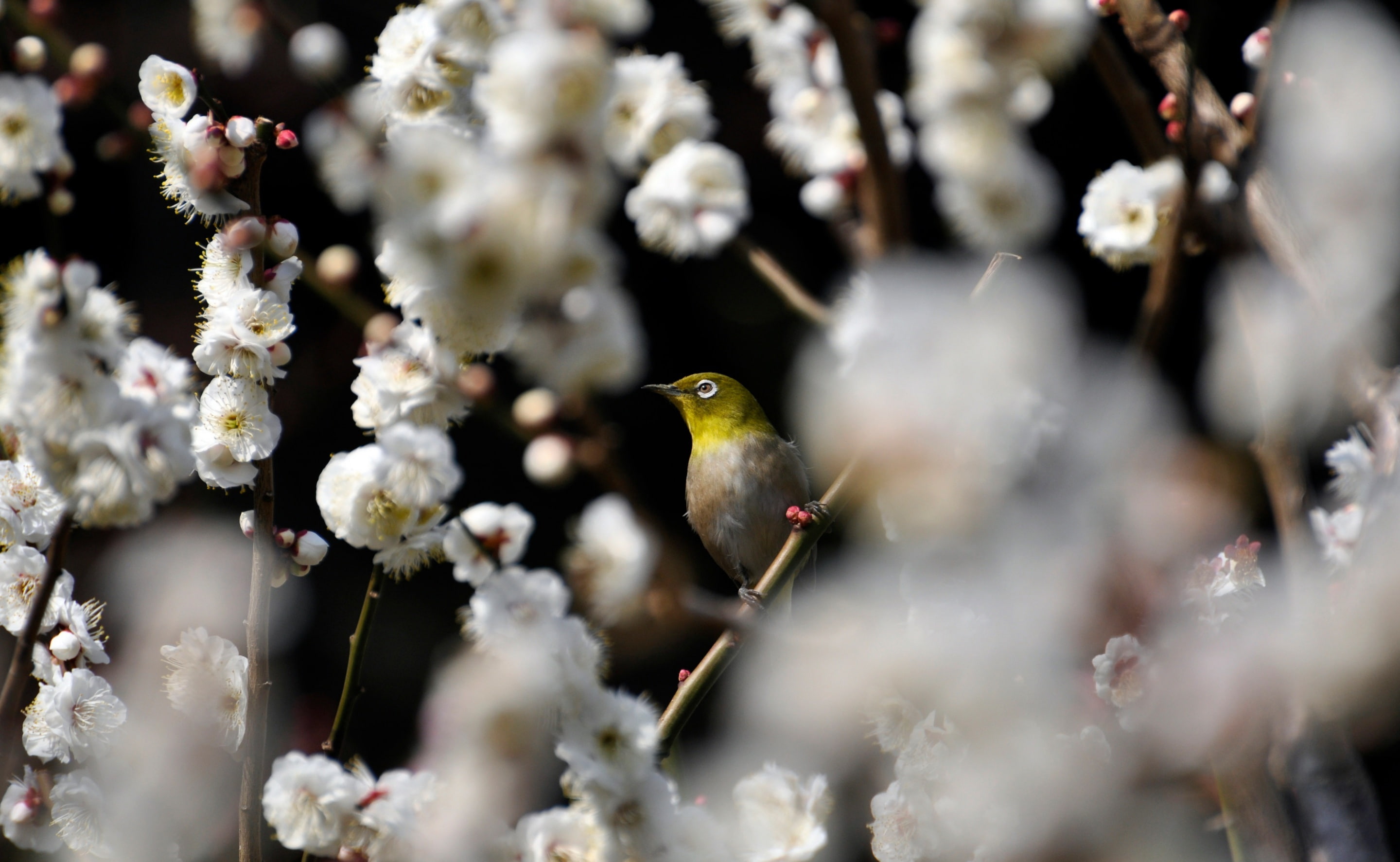 «japanesewhiteeye» HD Wallpapers