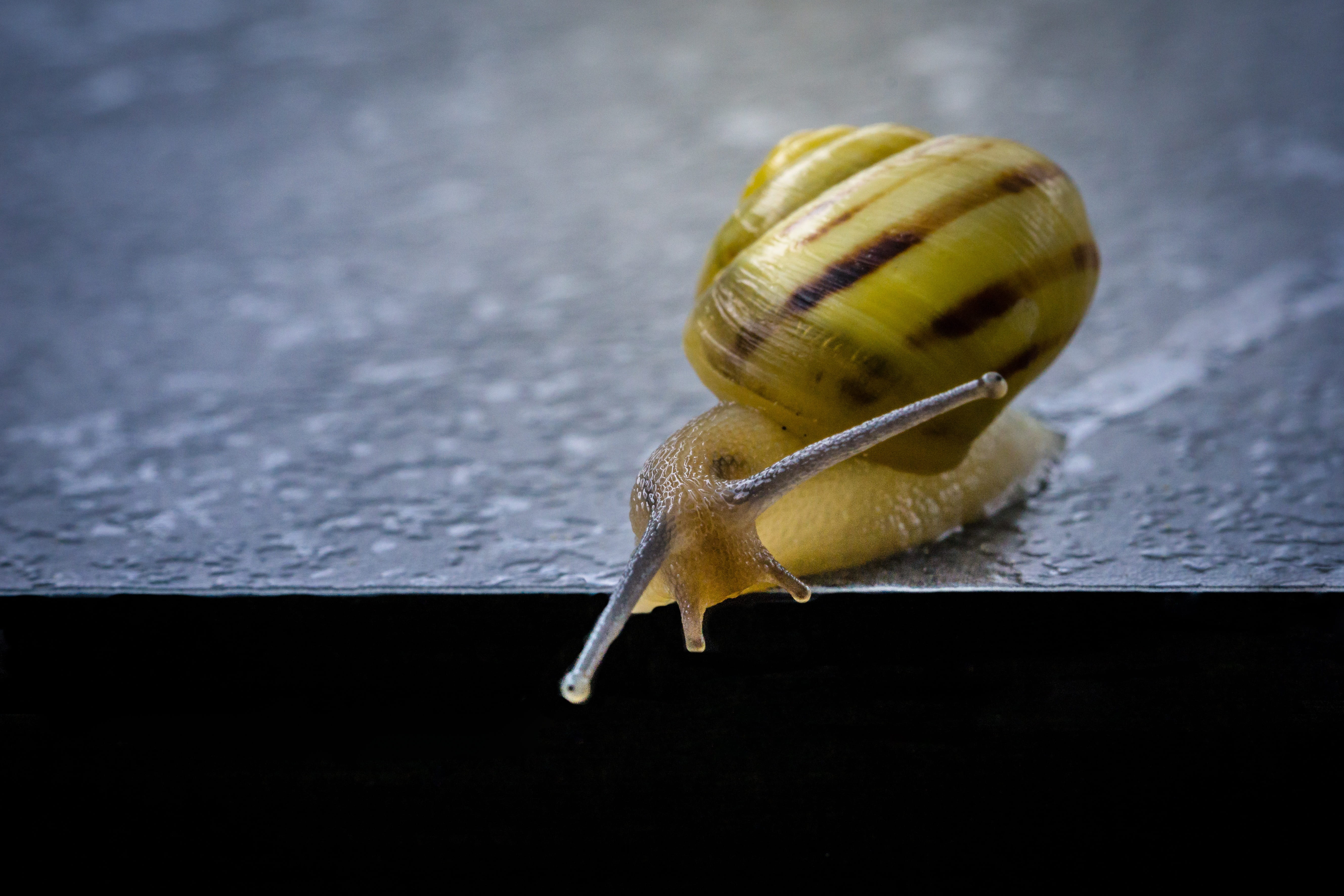 beige, one animal, animal wildlife, crawling, photo, a, boredom, spiral ...