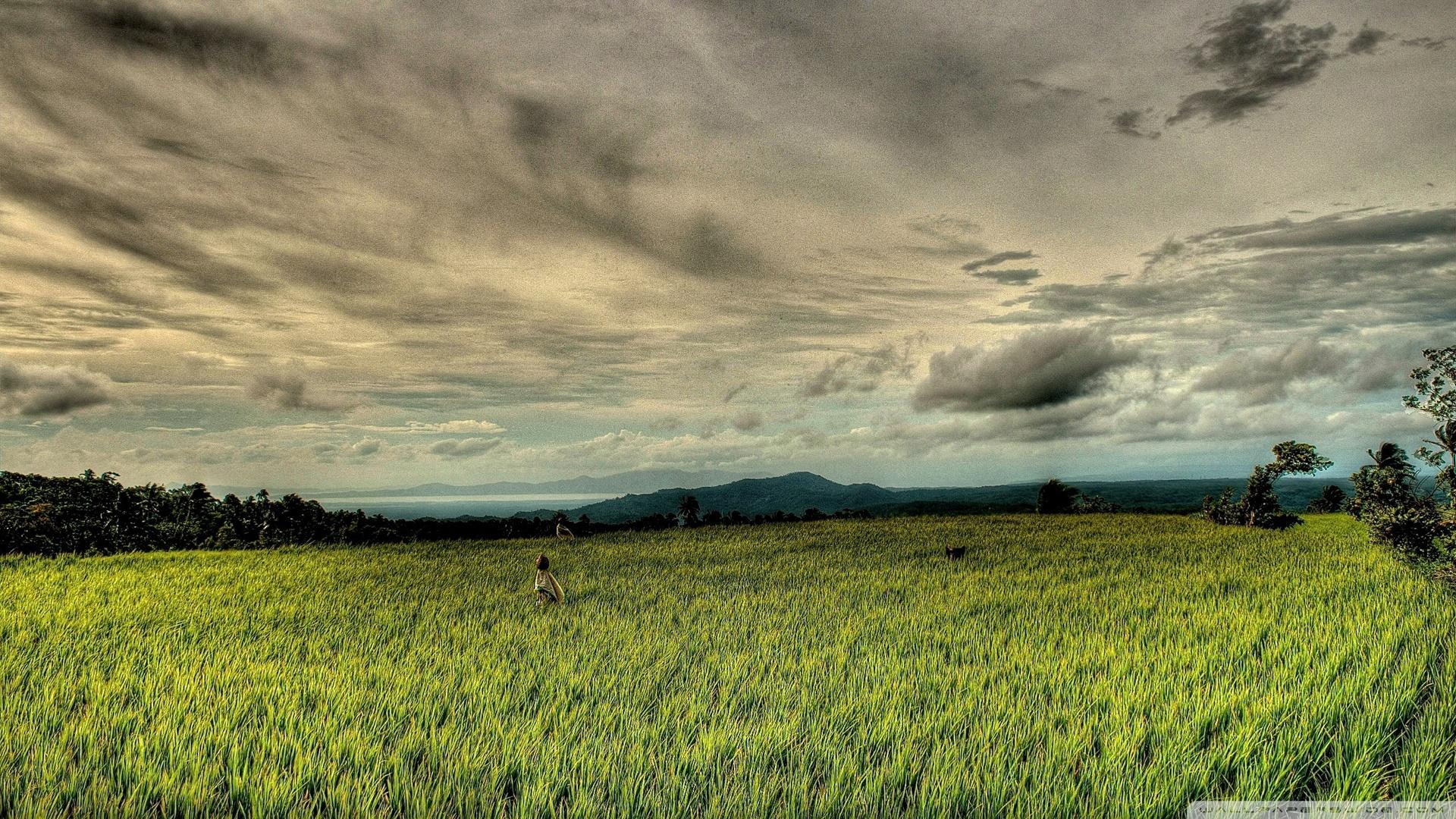 rice, 1080P, hdr, clouds, field, nature and landscapes, scarecrow HD ...