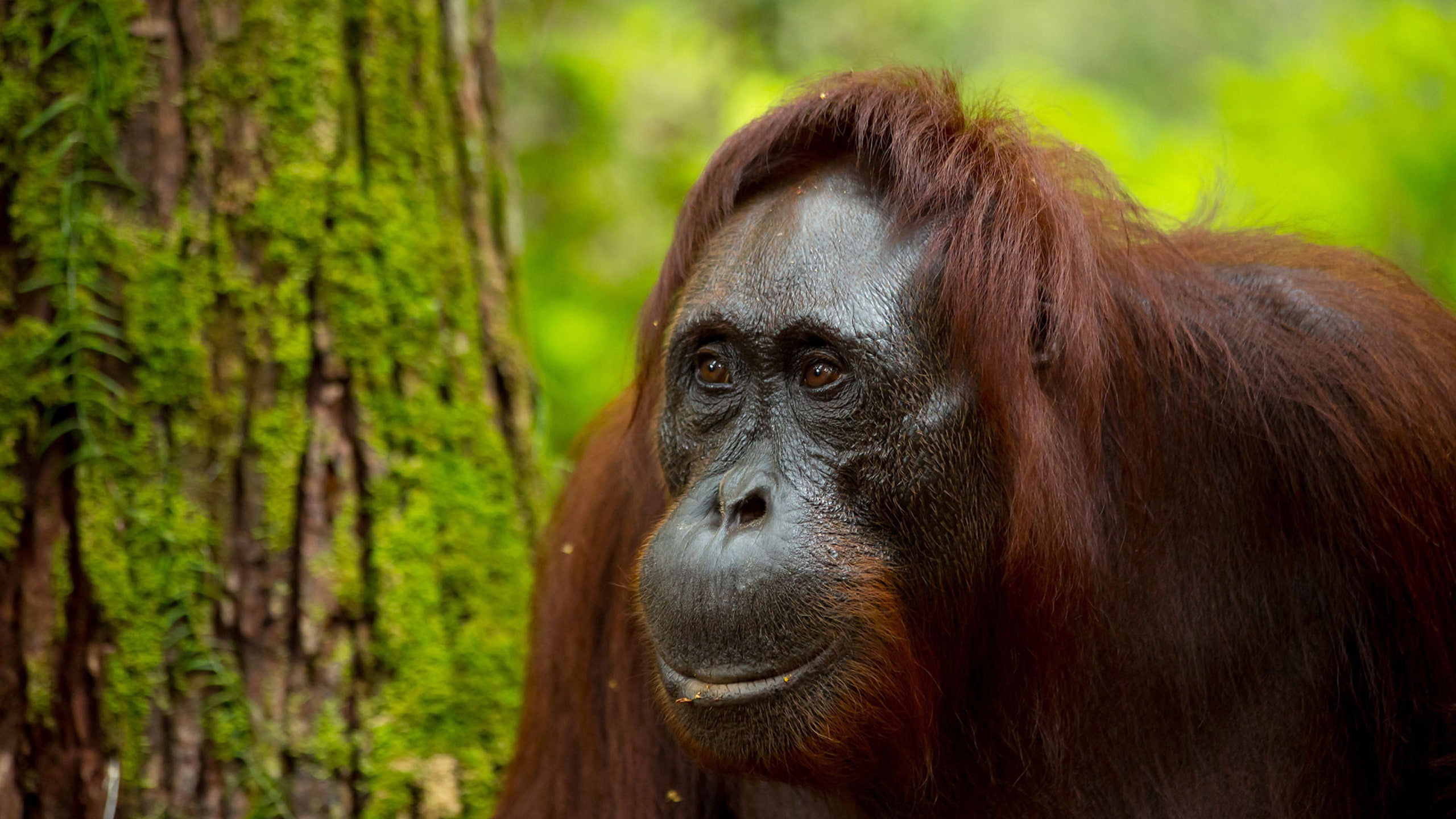 «Orangutan» 1080P, 2k, 4k Full HD Wallpapers, Backgrounds Free Download ...