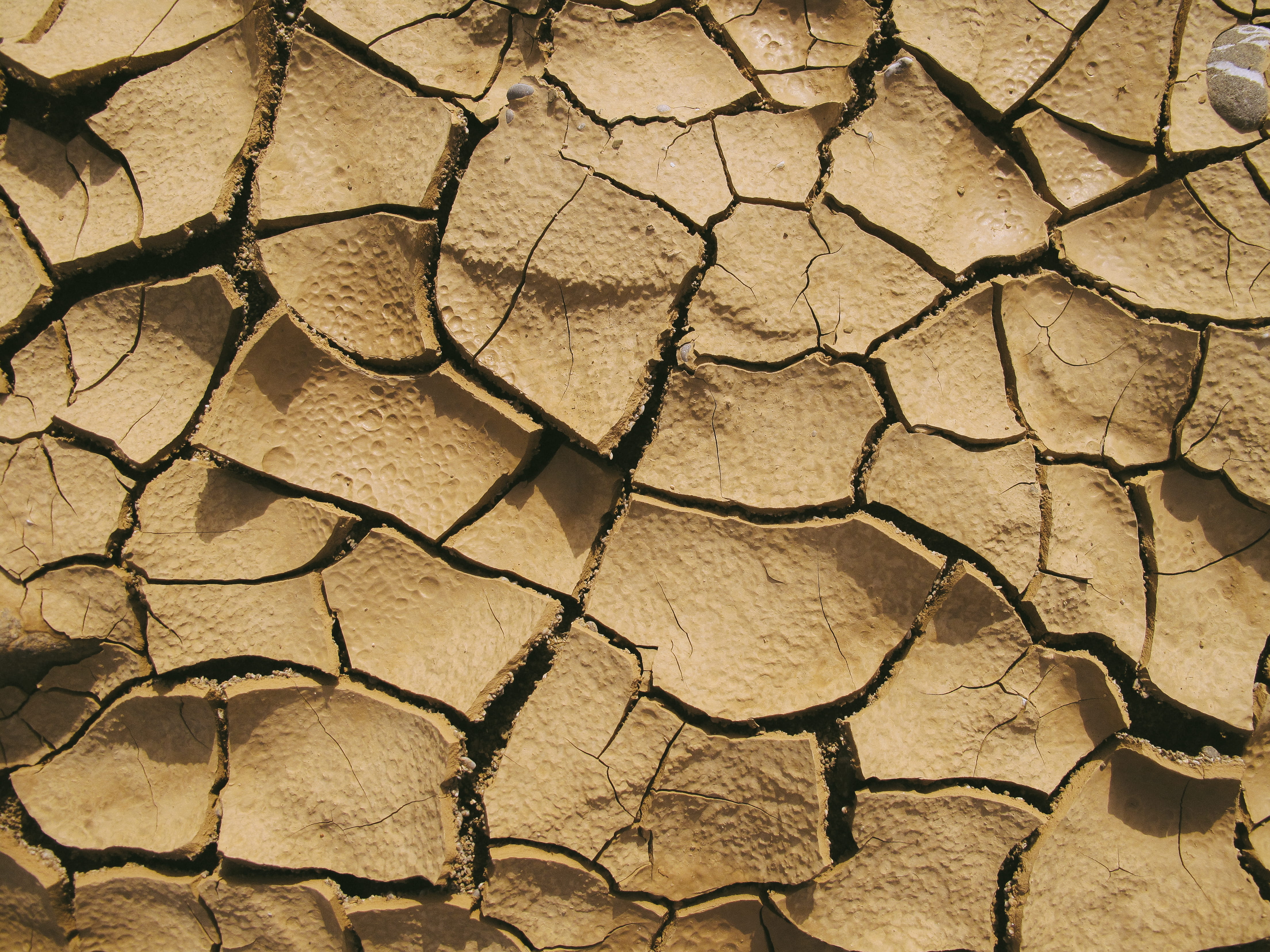 soil, ground, wilderness, drought, fungus, sash, desert, coal, outdoors ...