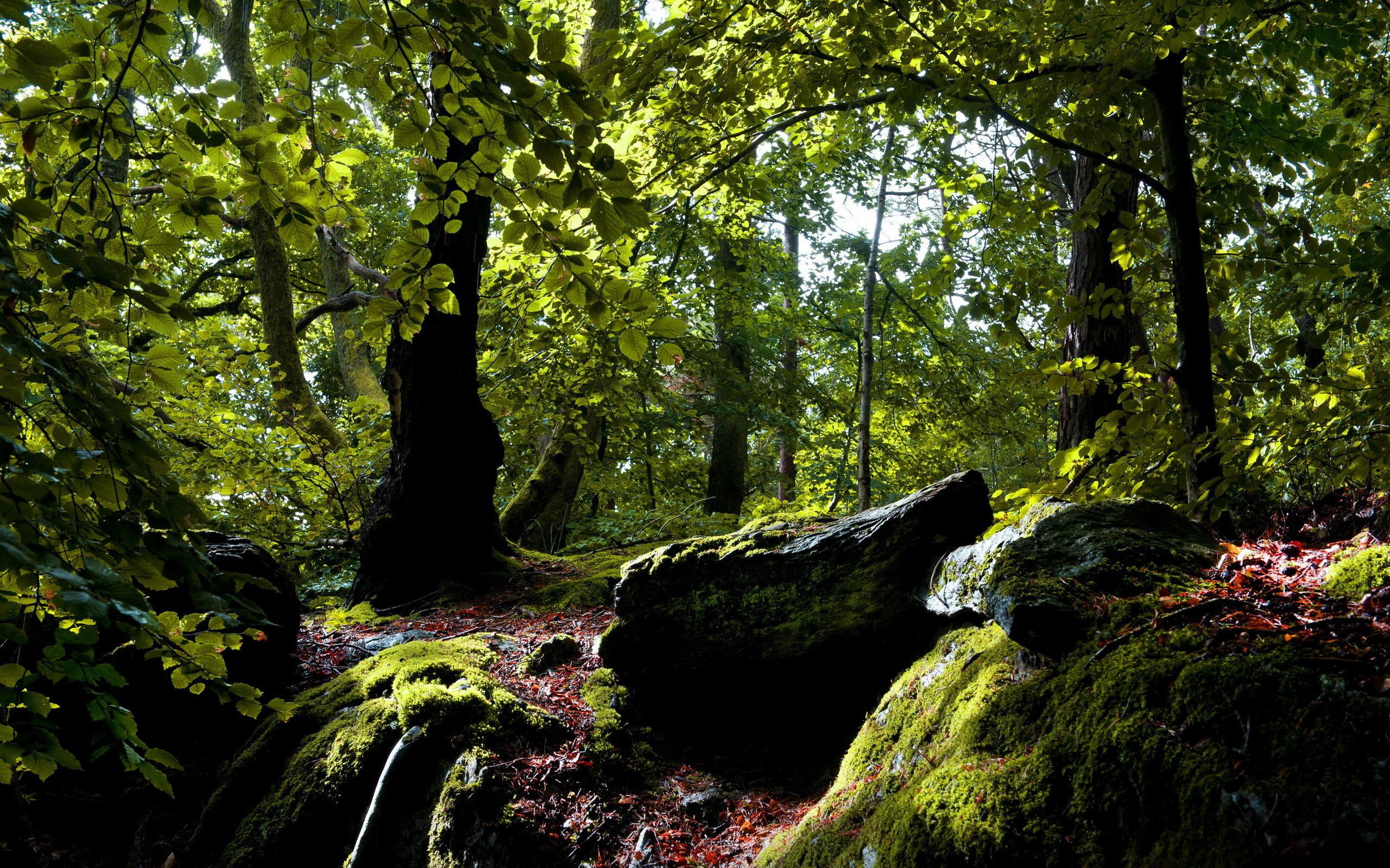 «mossy» 1080P, 2k, 4k Full HD Wallpapers, Backgrounds Free Download ...