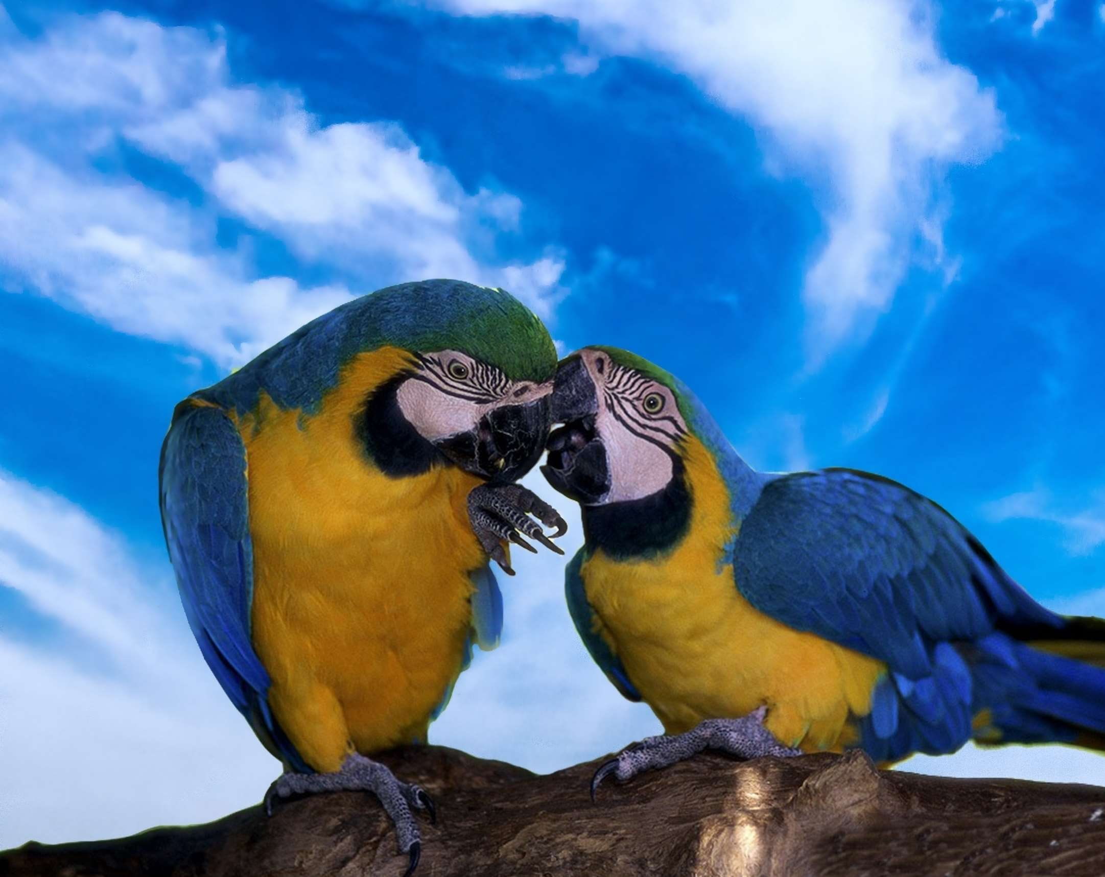 «aves» HD Wallpapers