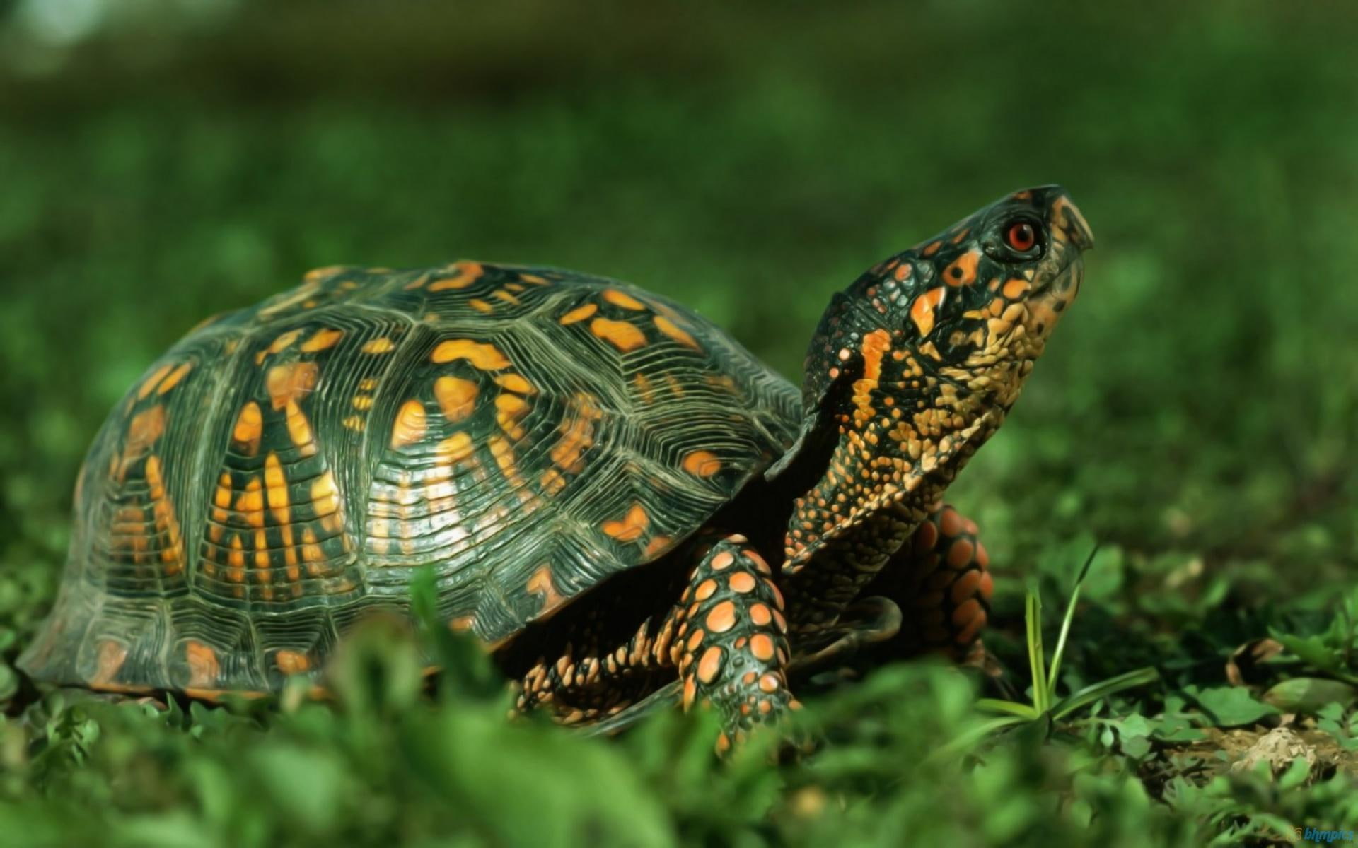 animals, 1080P, cute, turtles, turtle, green HD Wallpaper