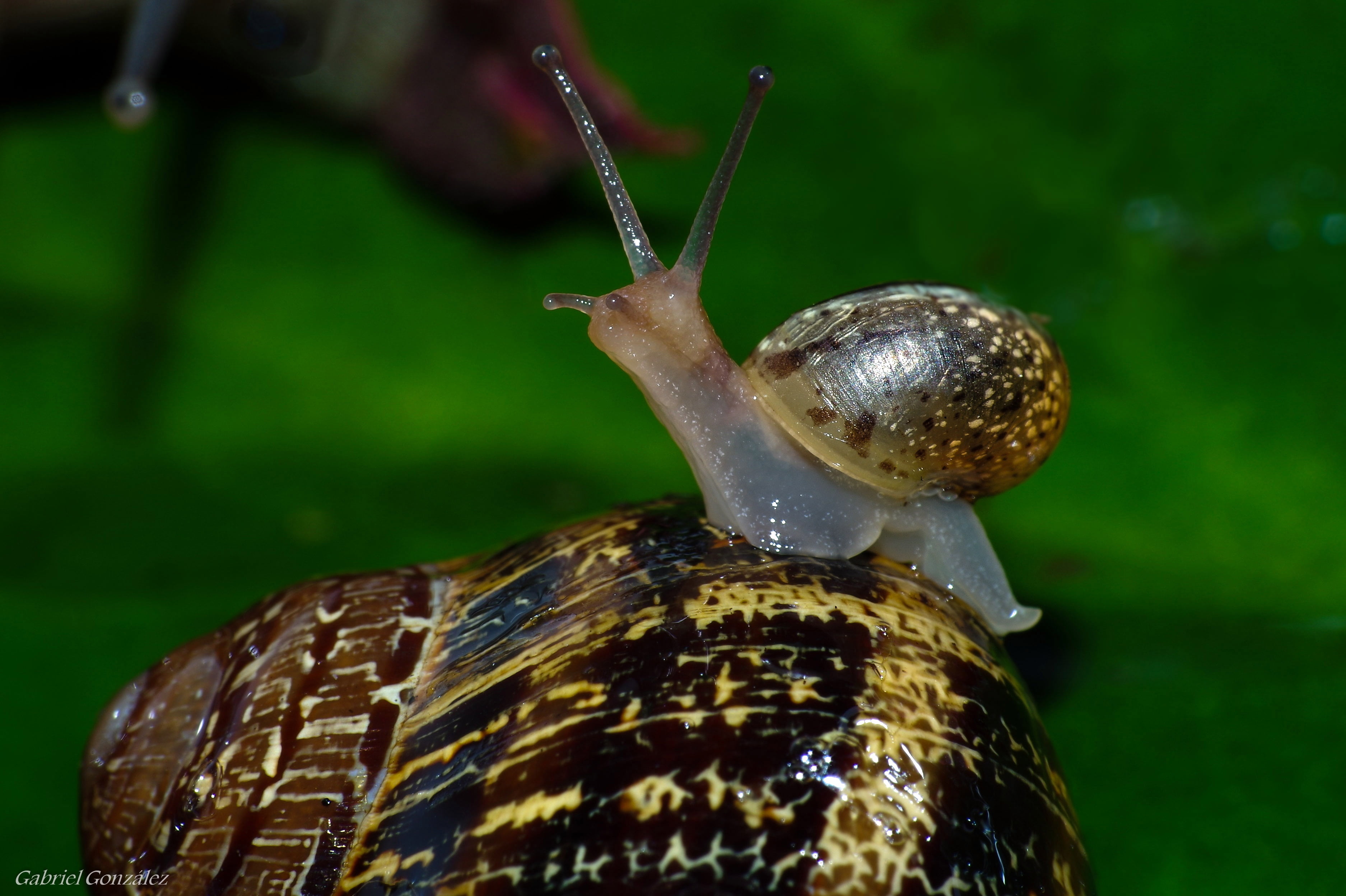 animal, 2K, Tamron, slow, macro, wildlife, mollusk, Pentax K-30, brown ...
